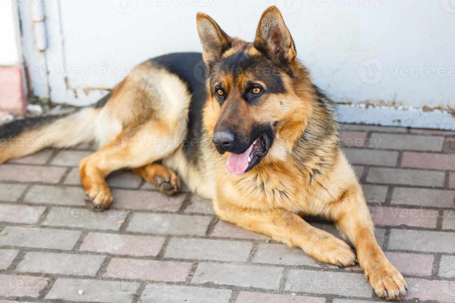 german shepherd dog lying down outdoors 16476558 Stock Photo at Vecteezy german shepherd dog lying down outdoors 16476558 Stock Photo at Vecteezy