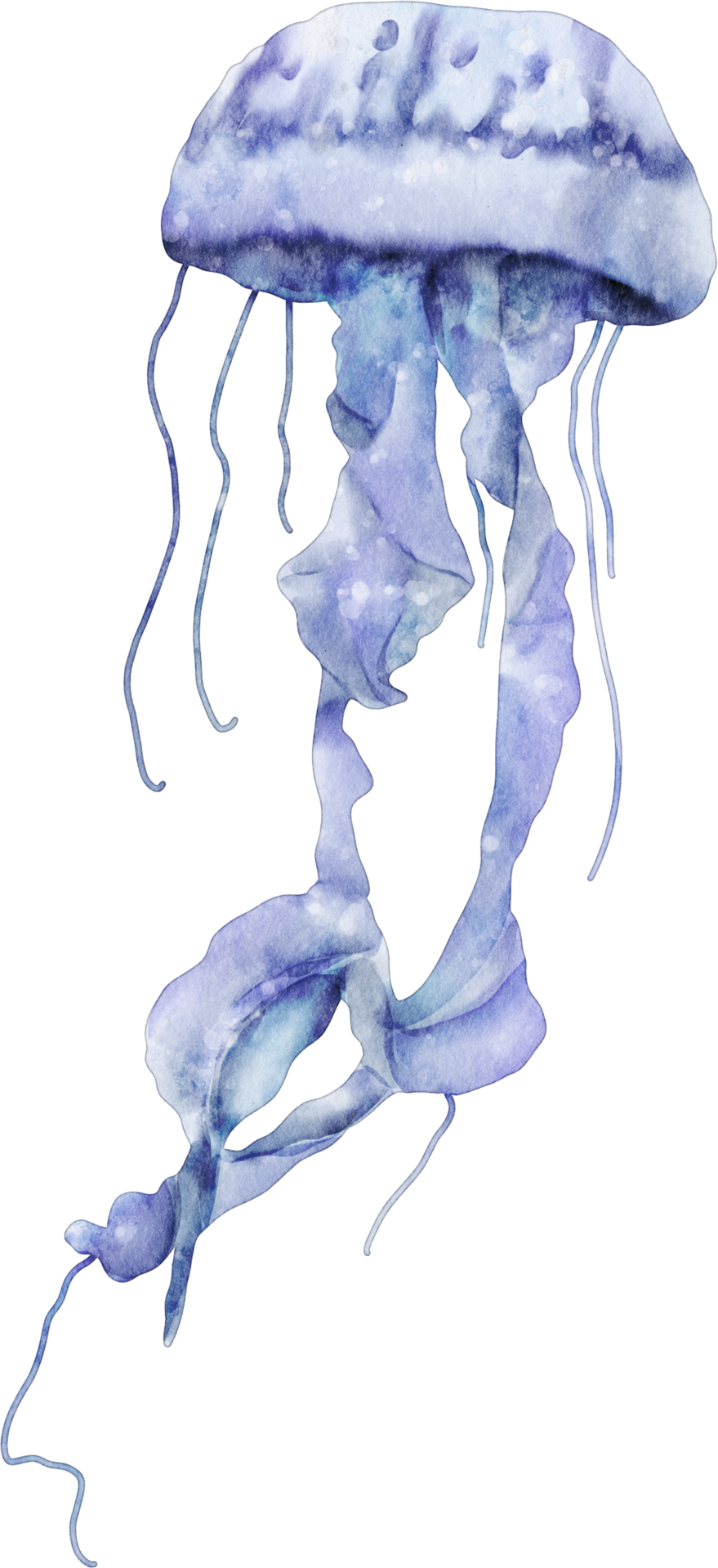 Jellyfish Png | atelier-yuwa.ciao.jp