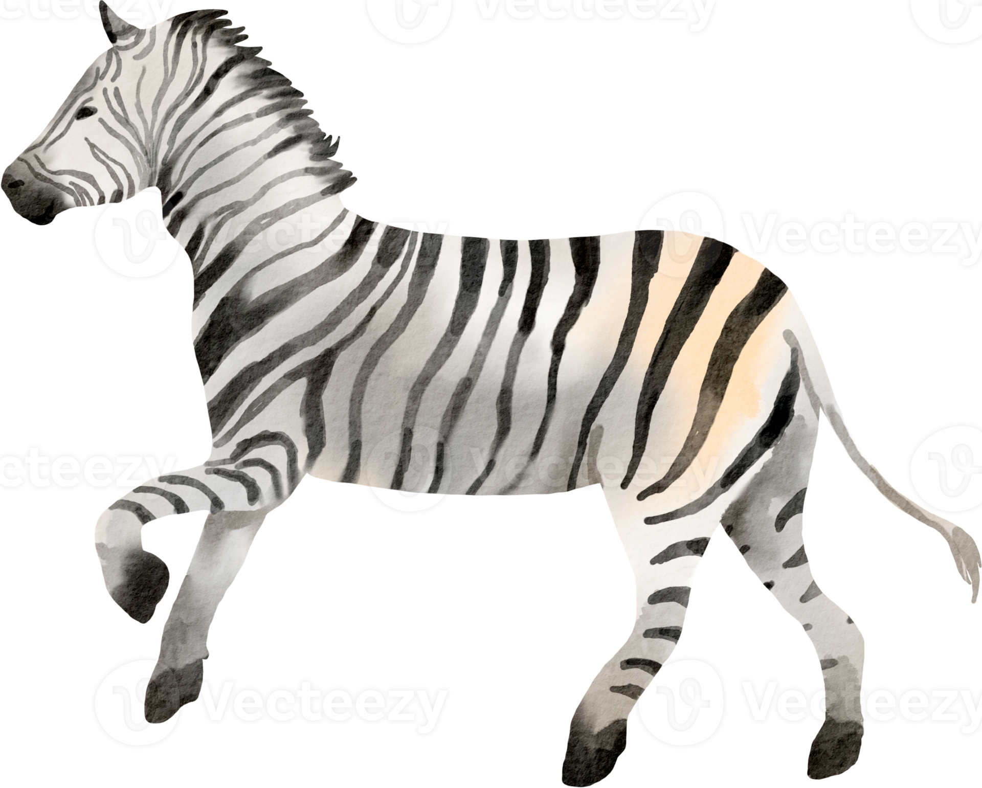 zebra watercolor clip art 16535225 PNG