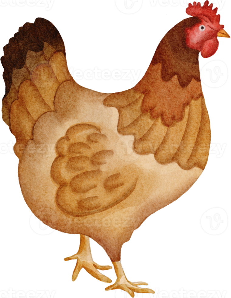 watercolor chicken clip art 16535638 PNG