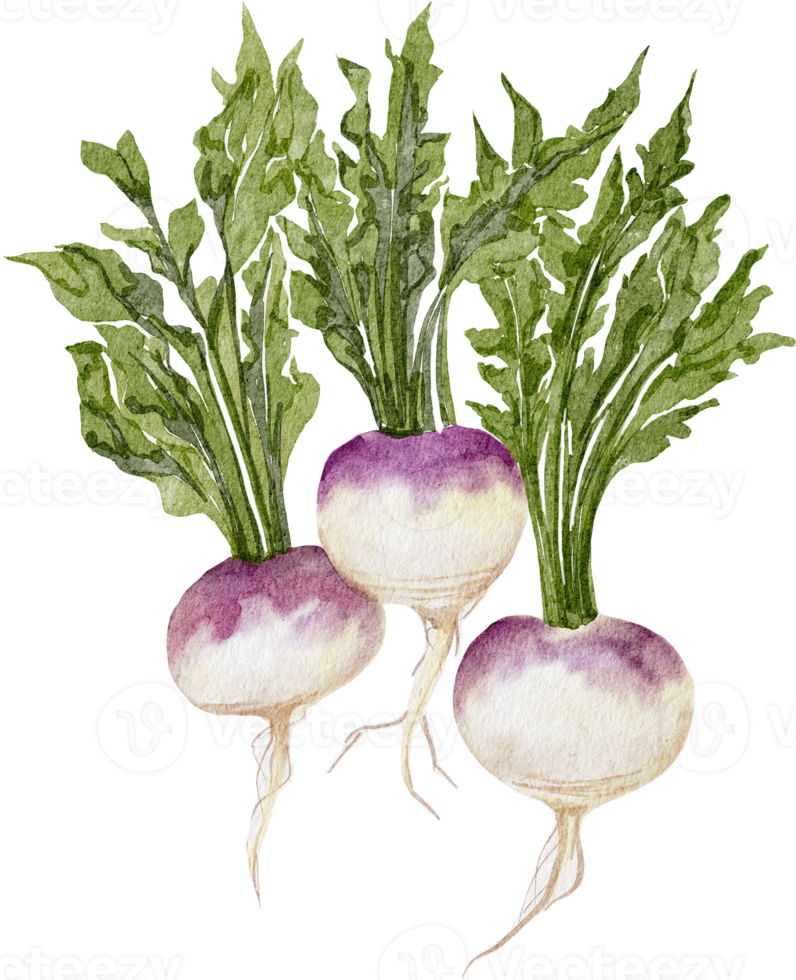 watercolor vegetable turnip 16536739 PNG