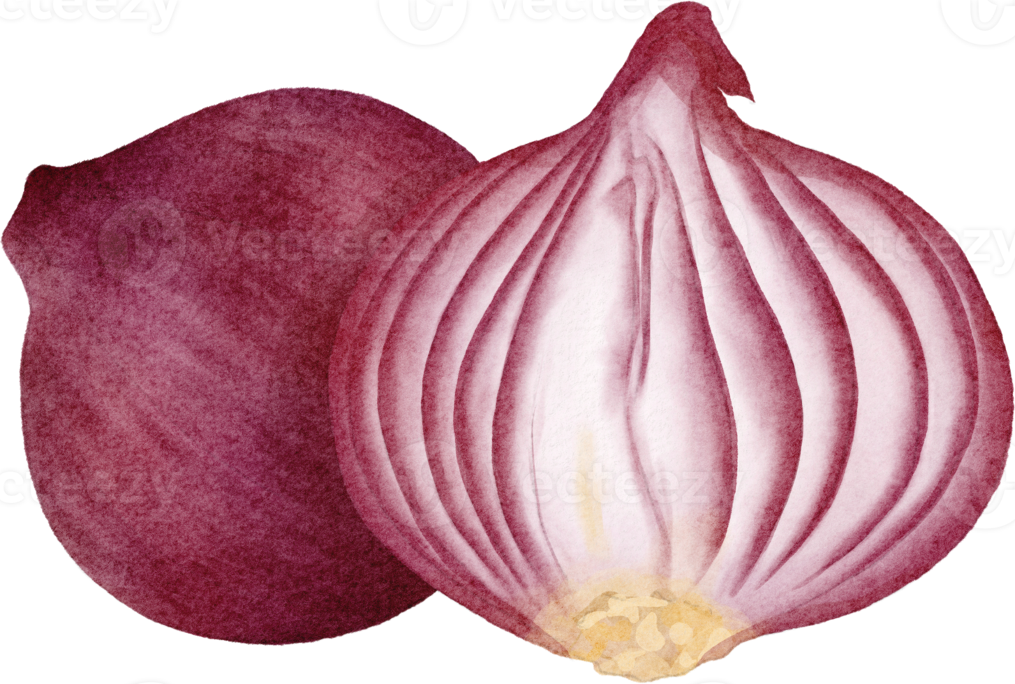 watercolor red onion 16537733 PNG watercolor red onion 16537733 PNG