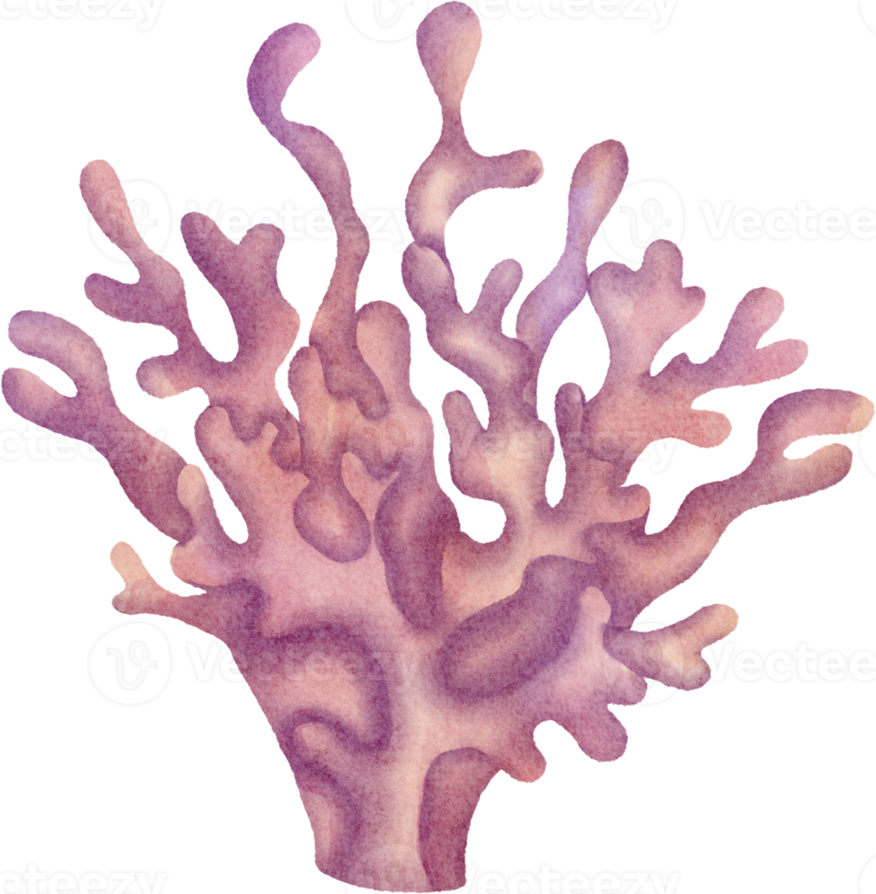 Coral Clip Art