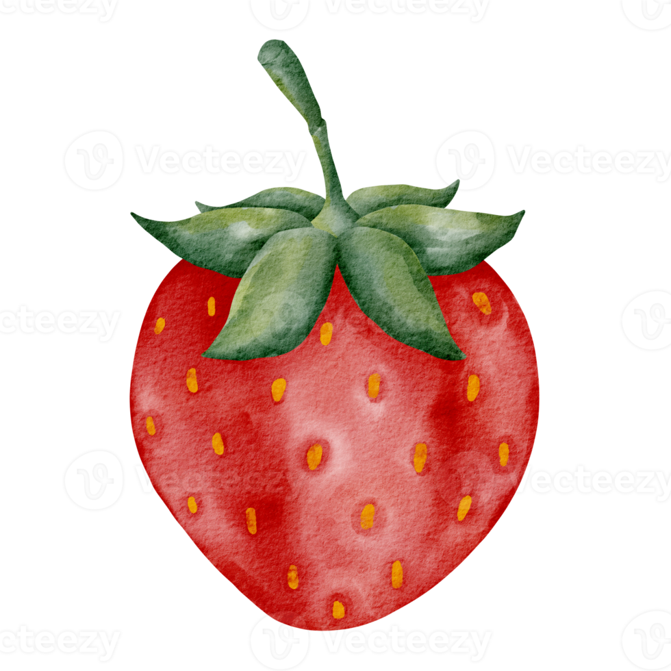 watercolor strawberry fruit clip art 16537845 PNG watercolor strawberry fruit clip art 16537845 PNG