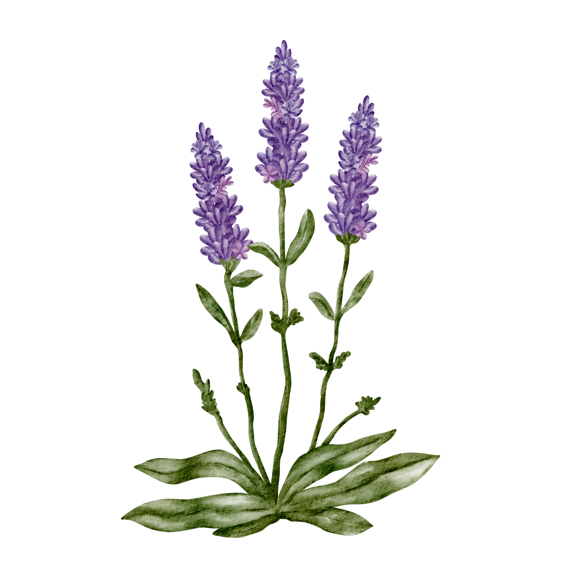 Watercolor Lavender Flower Clip Art 16539743 Png