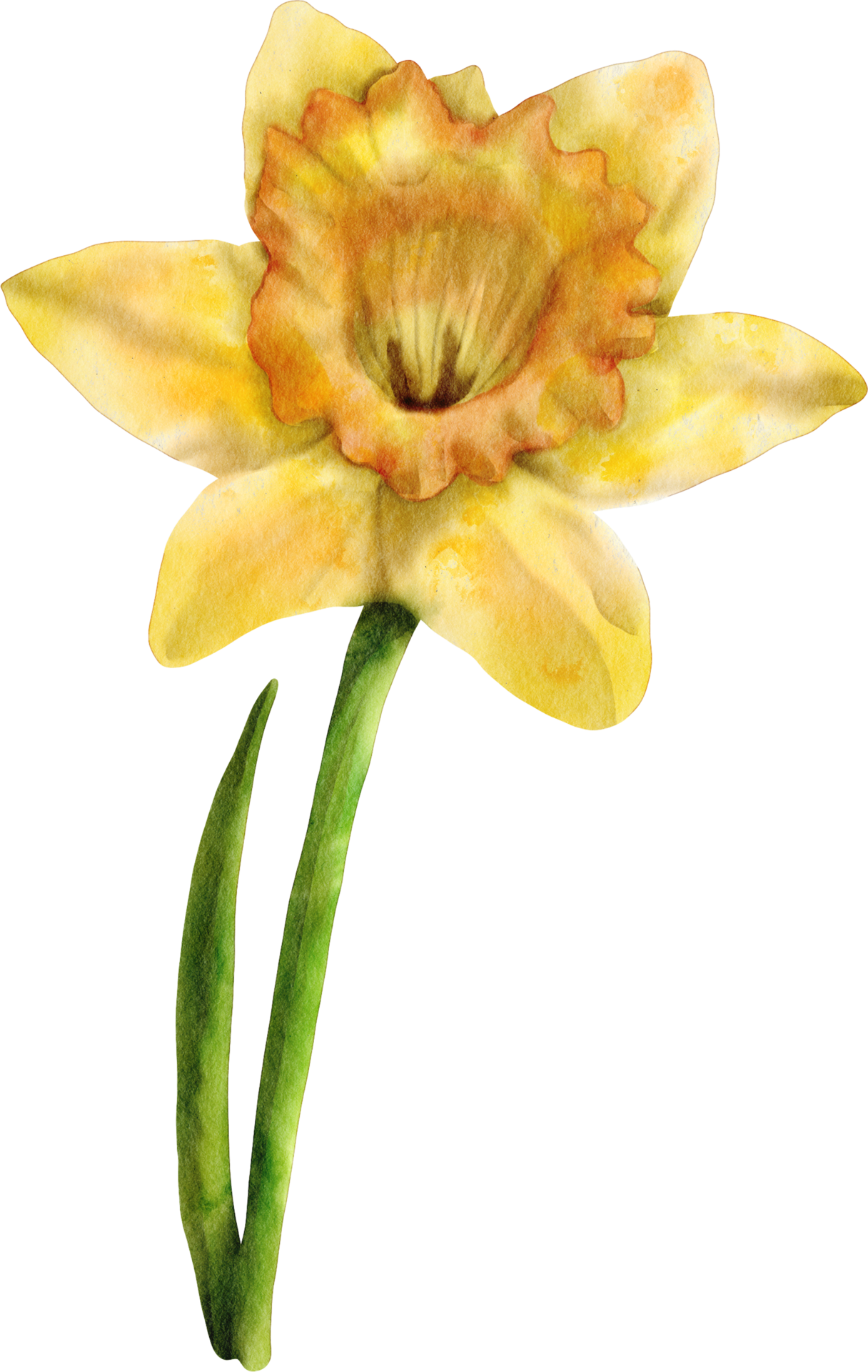 watercolor daffodil flower 16539817 PNG watercolor daffodil flower 16539817 PNG