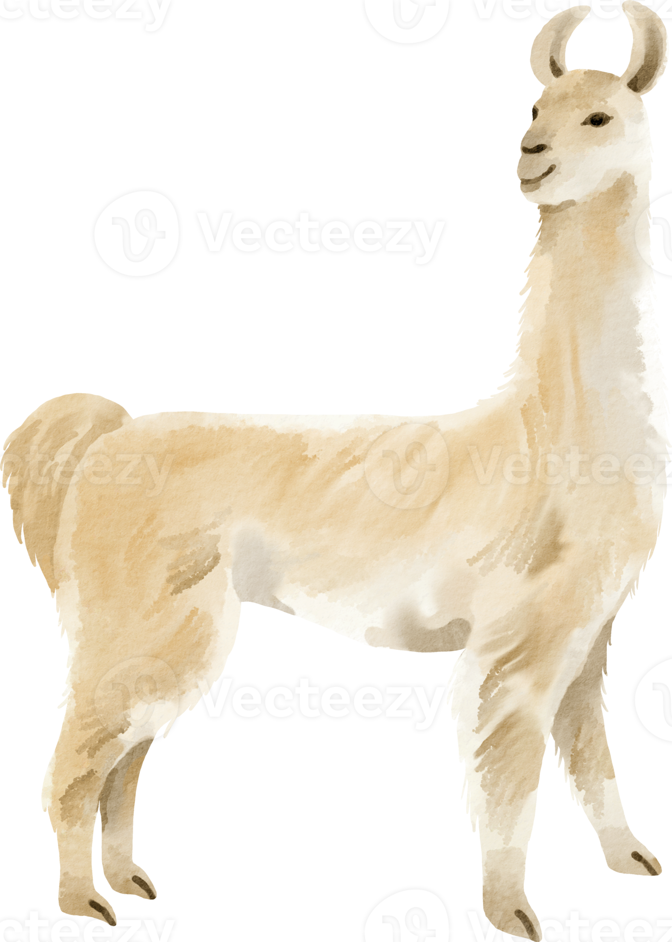 watercolor Llama clip art 16540563 PNG