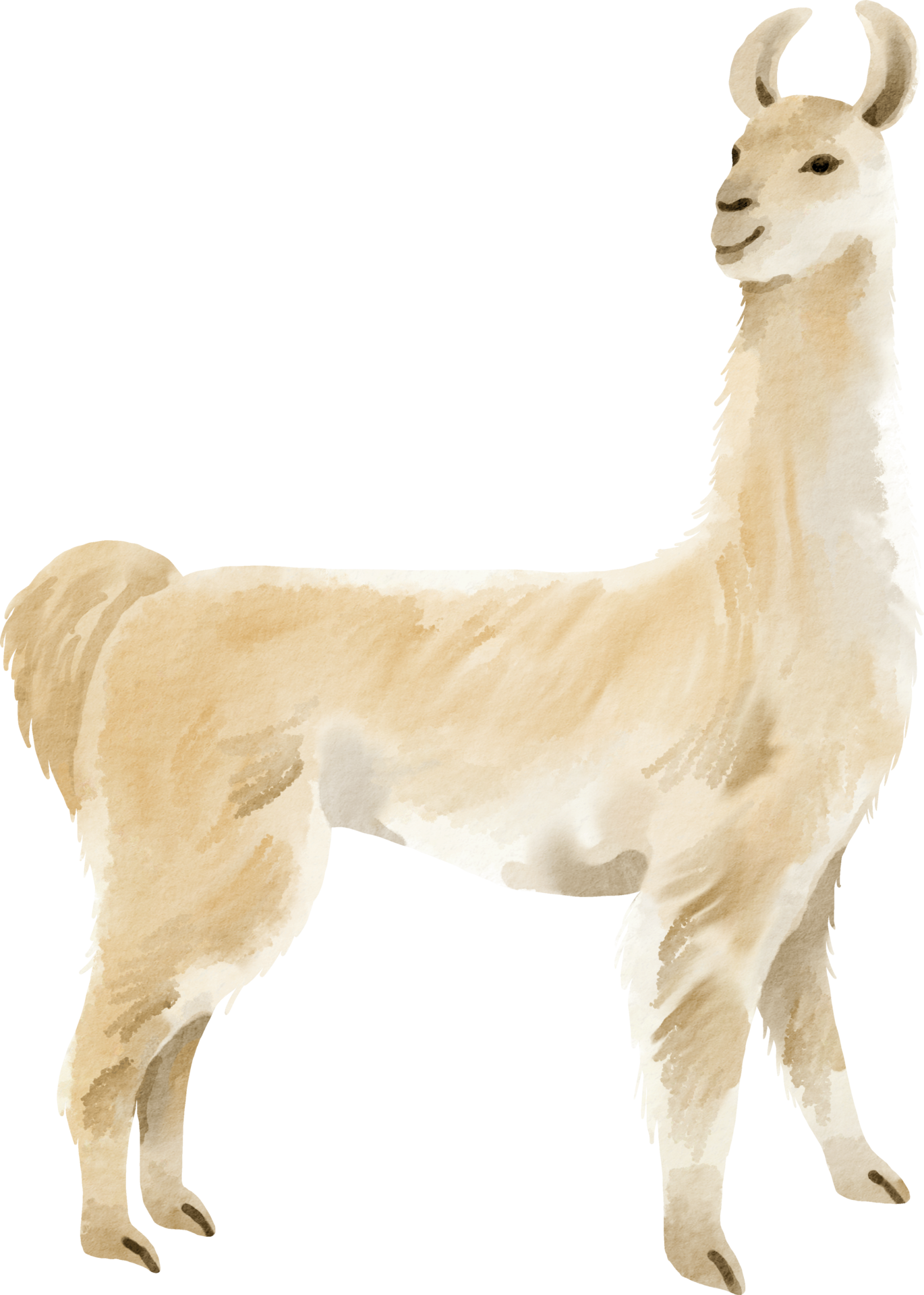 watercolor Llama clip art 16540563 PNG