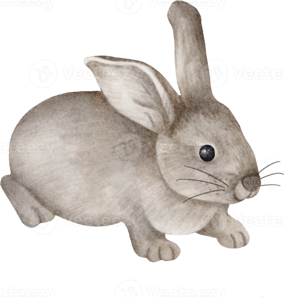 watercolor rabbit clip art 16540970 PNG
