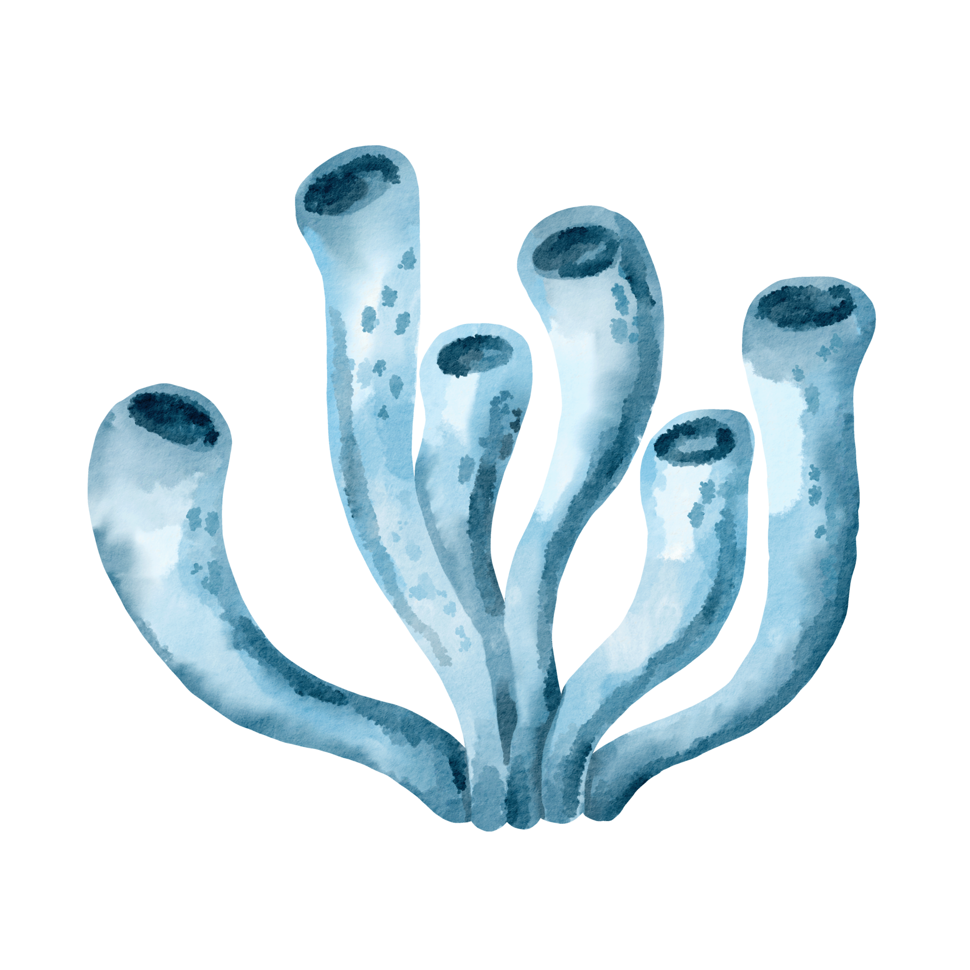 Coral Png Background Image Png Arts - vrogue.co