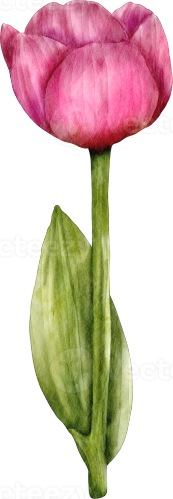 watercolor tulip flower 16541038 PNG