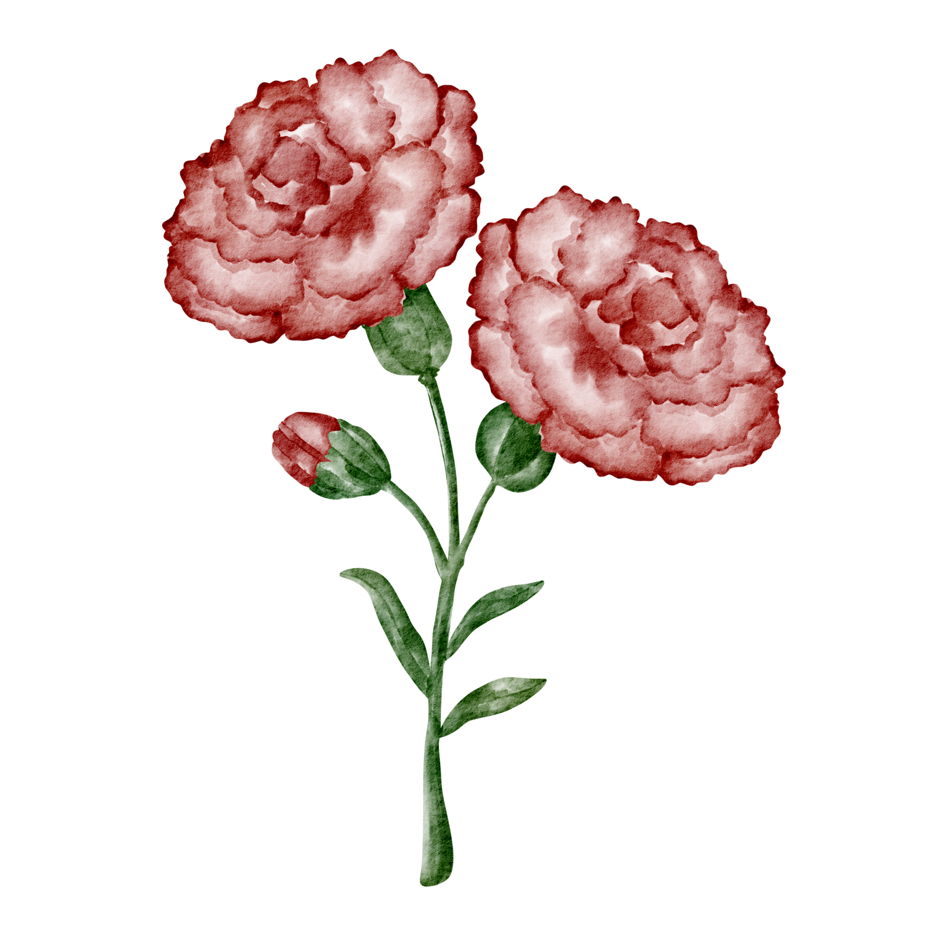 watercolor carnation flower clip art red 16547978 PNG watercolor carnation flower clip art red 16547978 PNG