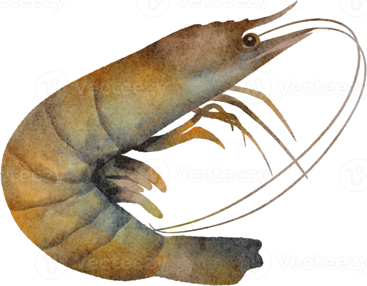 Watercolor Shrimp Clip Art 16548056 Png