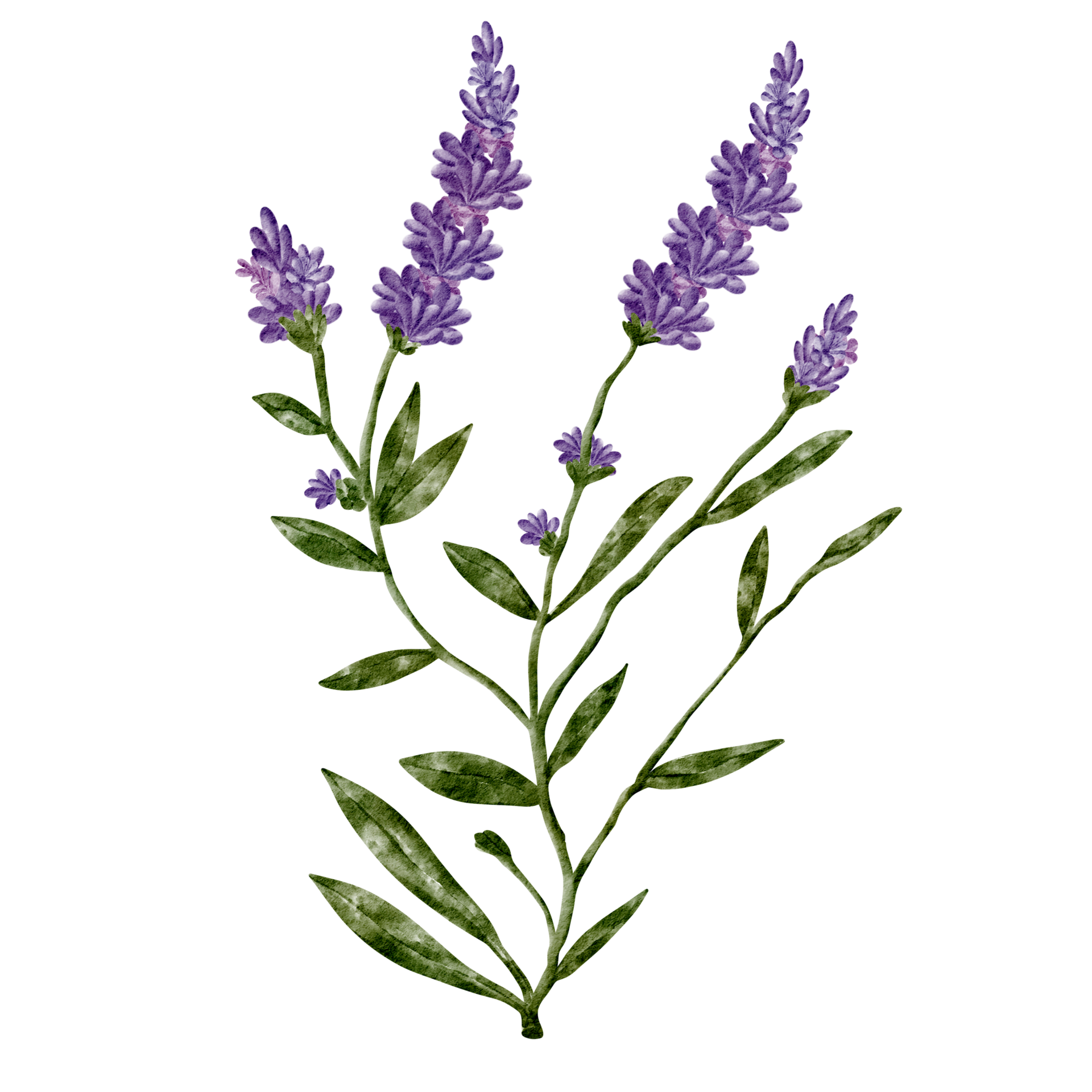 Watercolor Lavender Flower Clip Art 16548467 Png