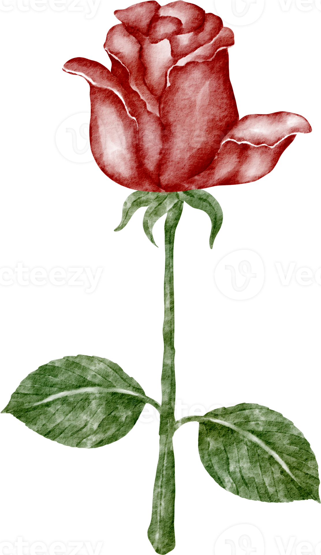 watercolor red rose 16548472 PNG watercolor red rose 16548472 PNG