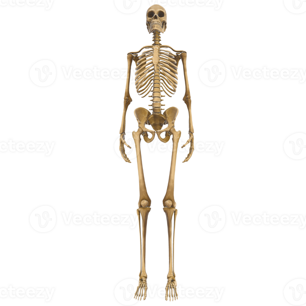 Free Esqueleto De Cuerpo Humano 3d Limpio Y Realista 16589316 Png With