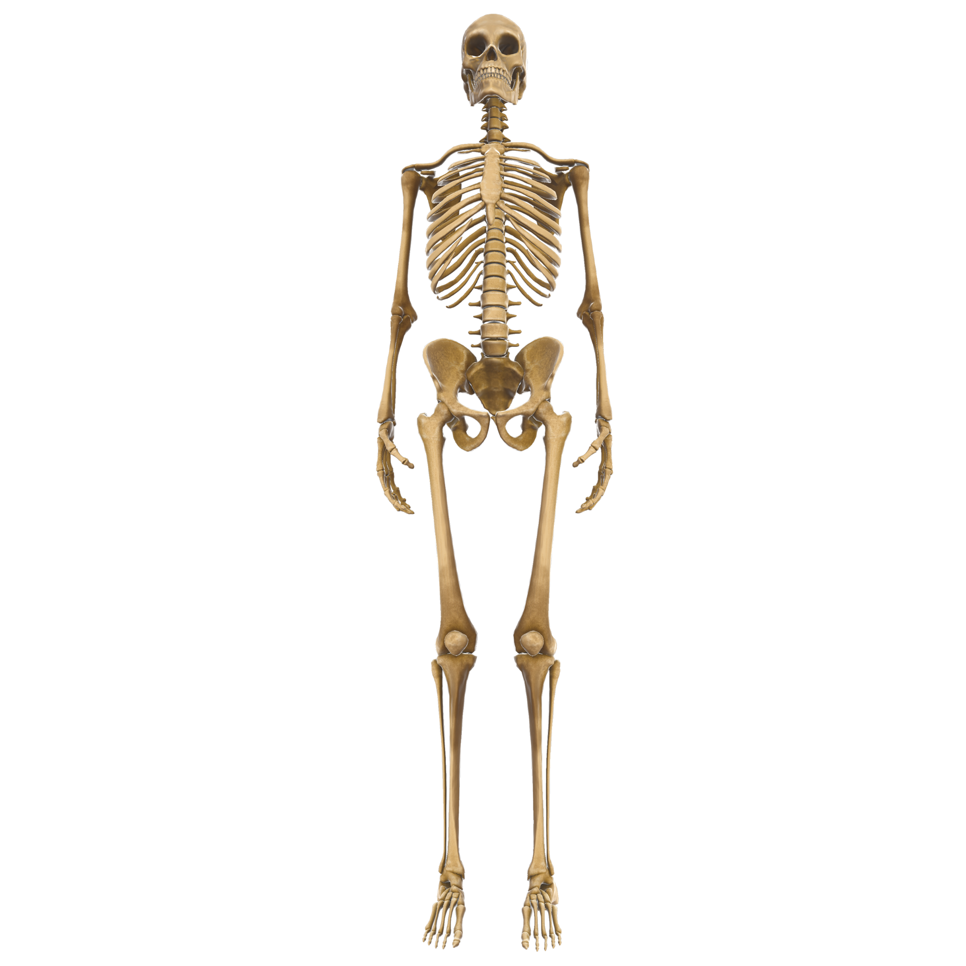 Clean And Realistic 3d Human Body Skeleton 16589316 PNG Clean And Realistic 3d Human Body Skeleton 16589316 PNG