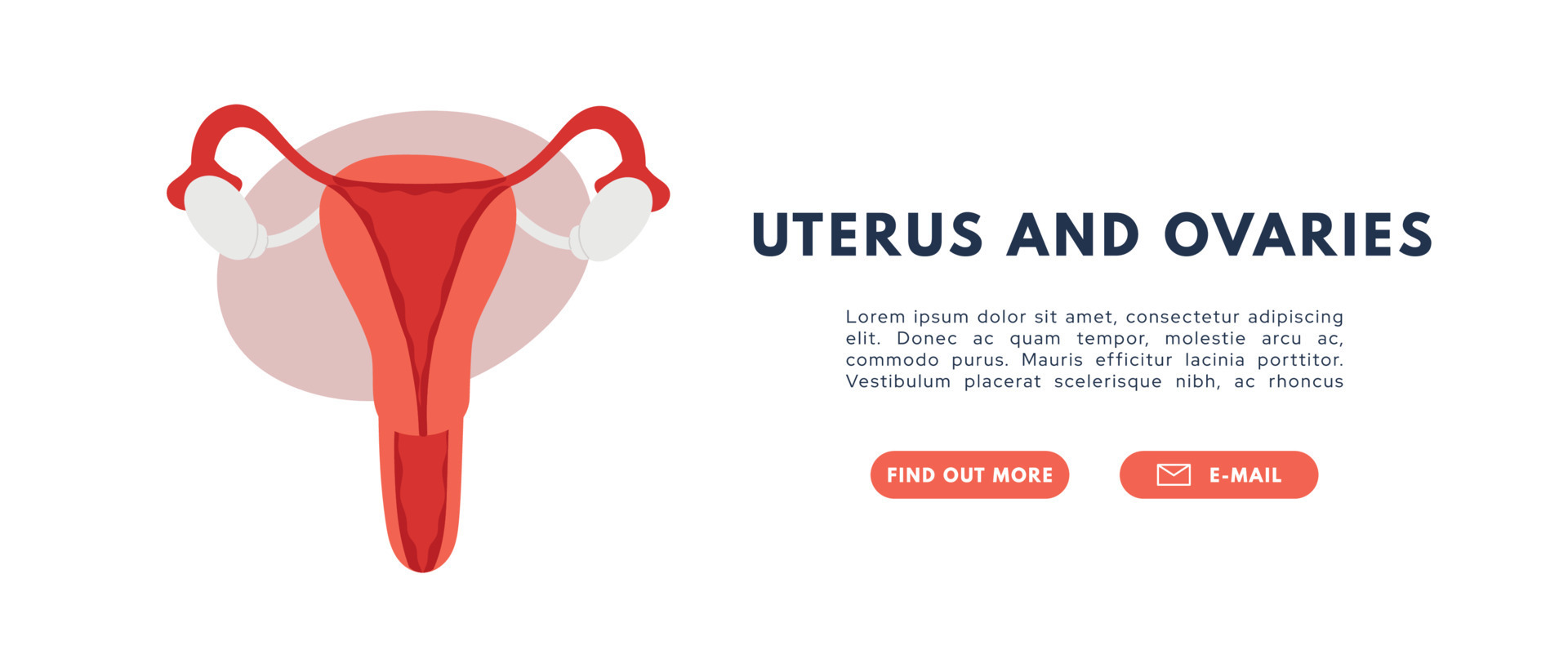 Female Reproductive System Uterus And Ovaries Flat Vector