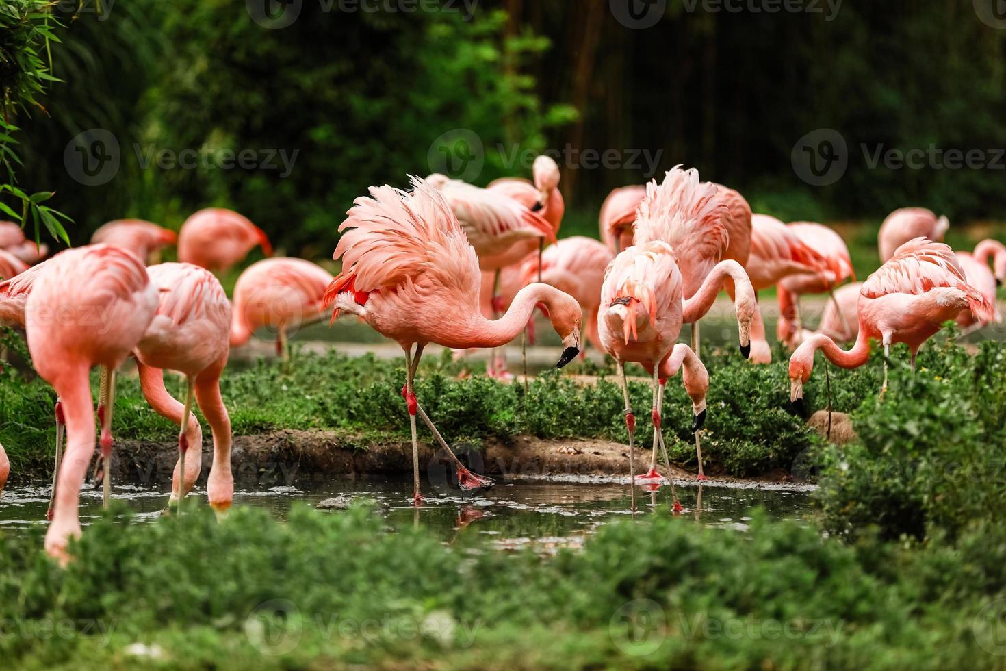 A group of pink flamingos hunting in the pond, Oasis of green in urban setting. flamingos at the ...