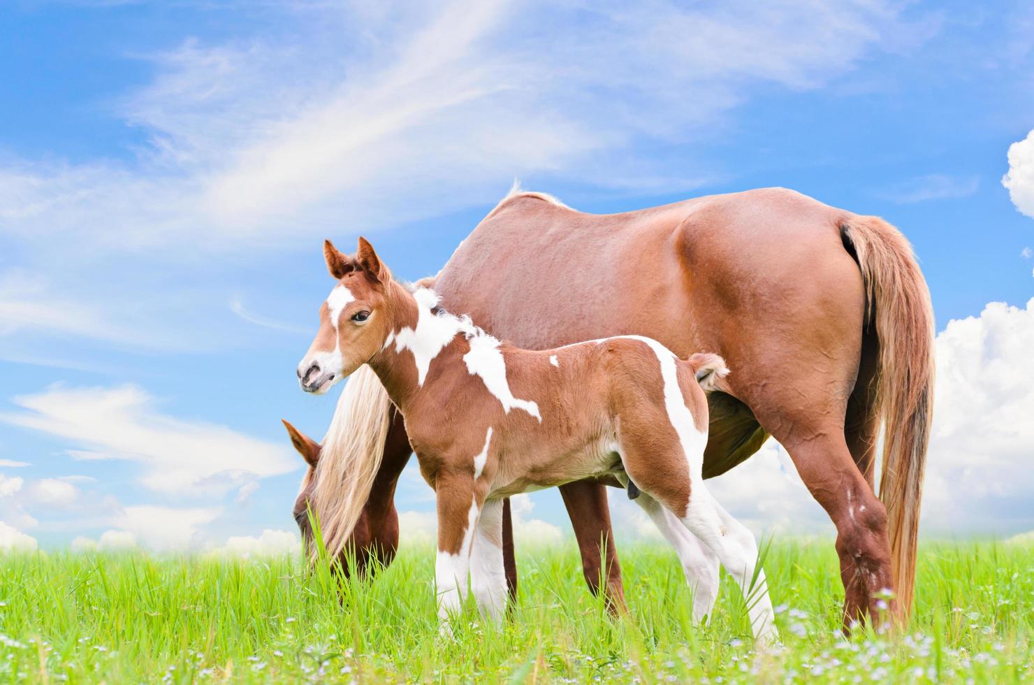 Mare And Foal Stock Photos, Images and Backgrounds for Free Download