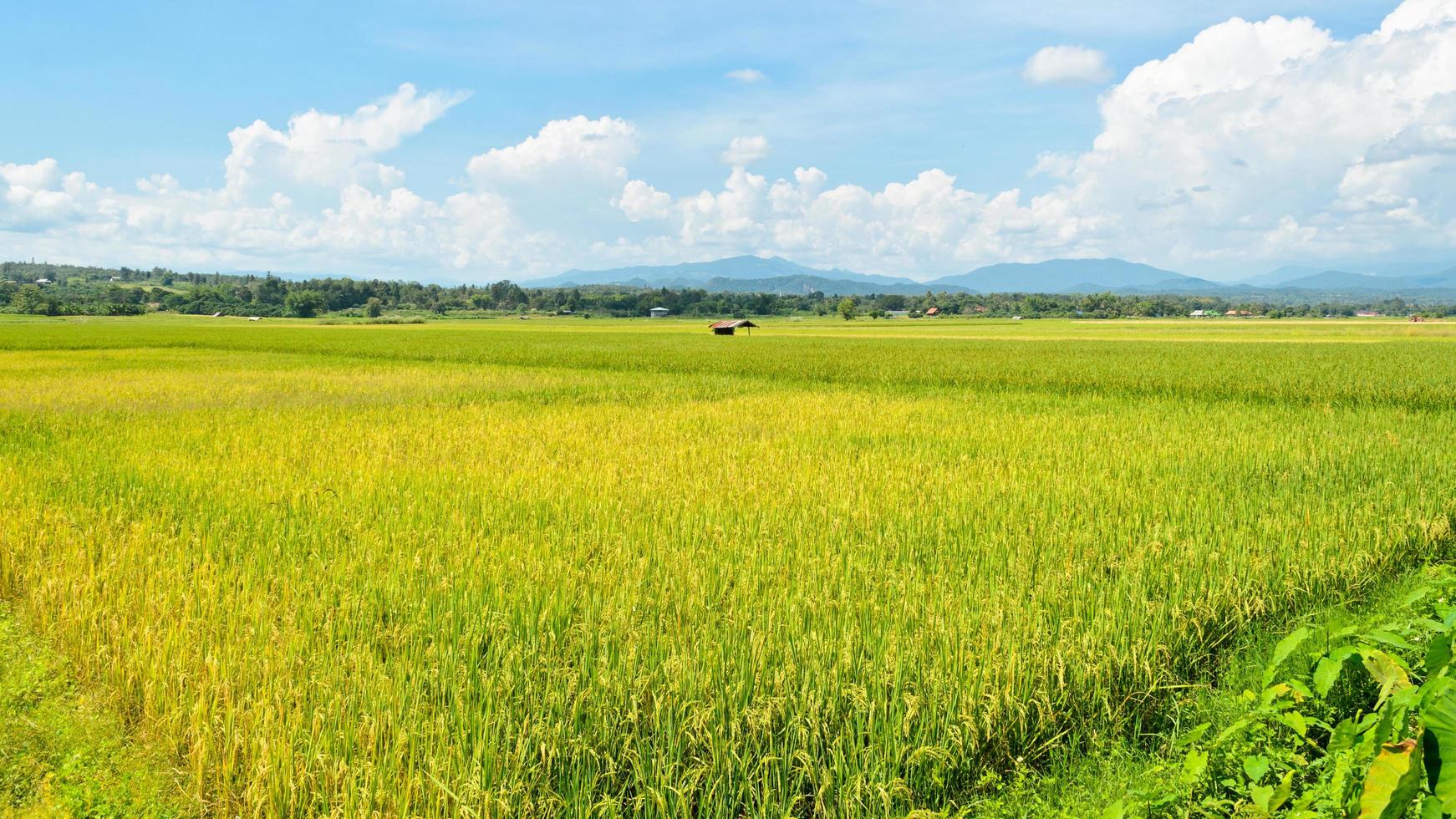 Landscape rice field 16702952 Stock Photo at Vecteezy