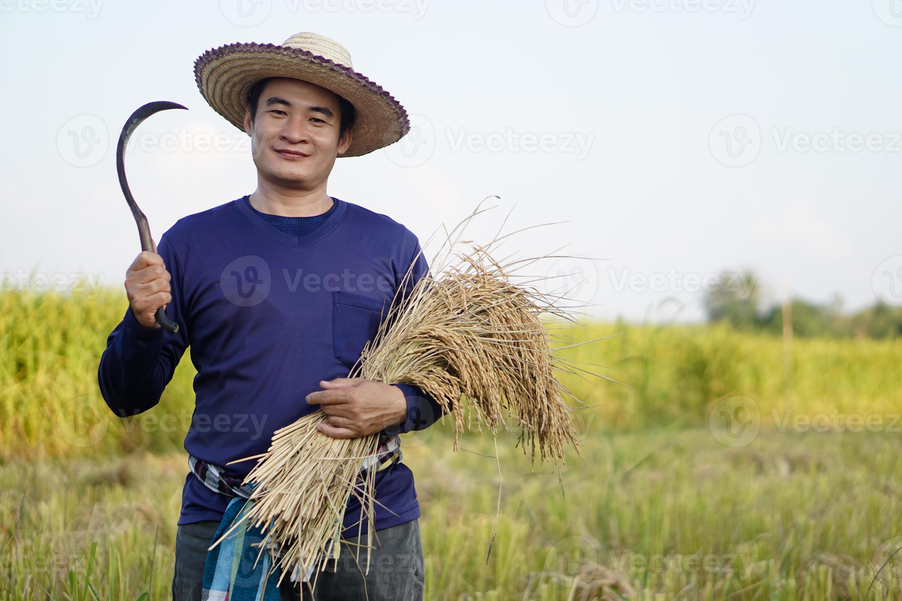 Handsome Asian male farmer wear hat, holds sickle and harvested rice plants at paddy field ...