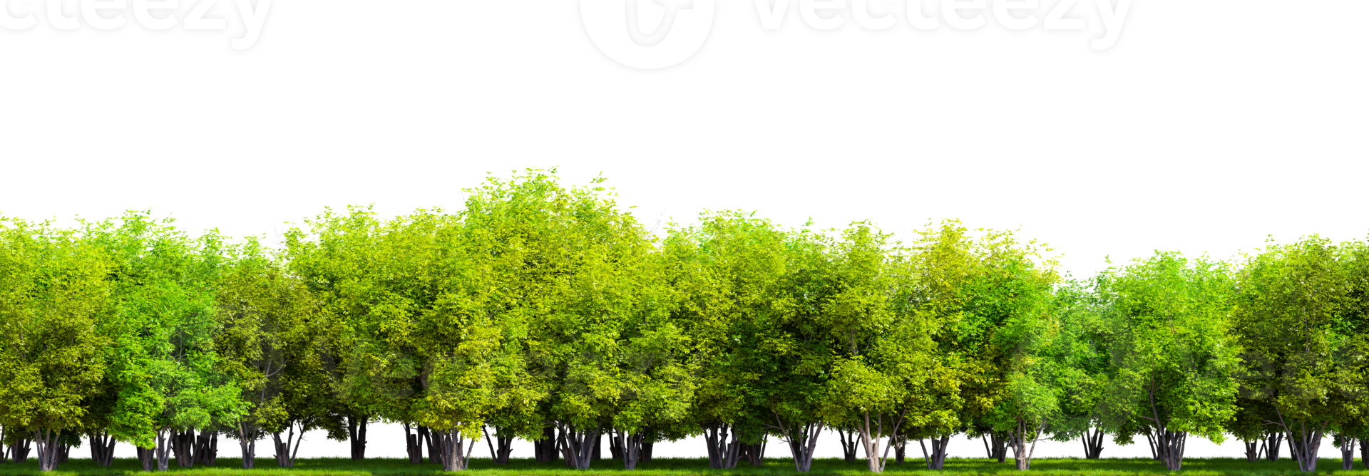 Row of trees isolated on transparent background. 3D rendering illustration 16763033 PNG