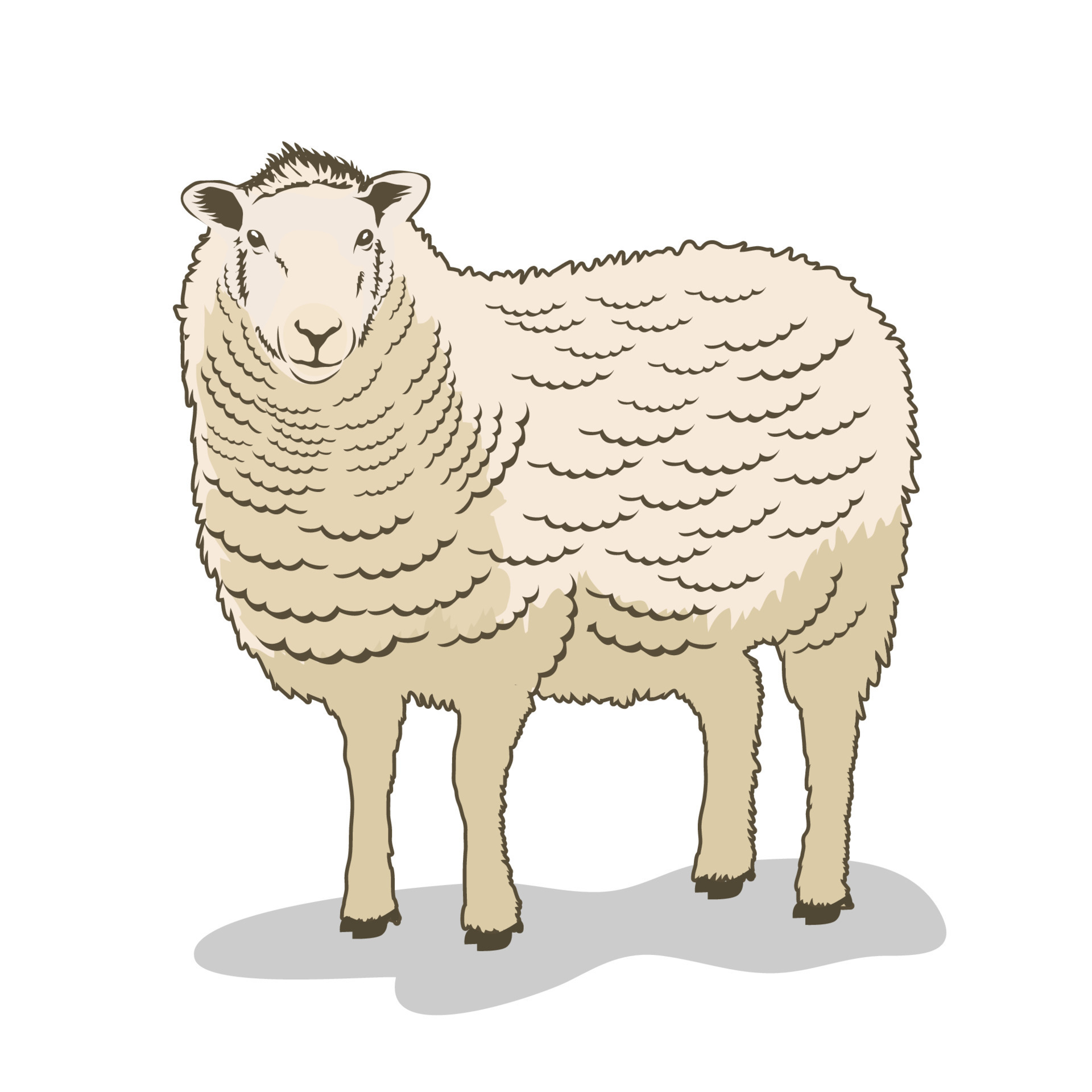 Vector illustration of sheep isolated on white background 16769319 ... Vector illustration of sheep isolated on white background 16769319 ...