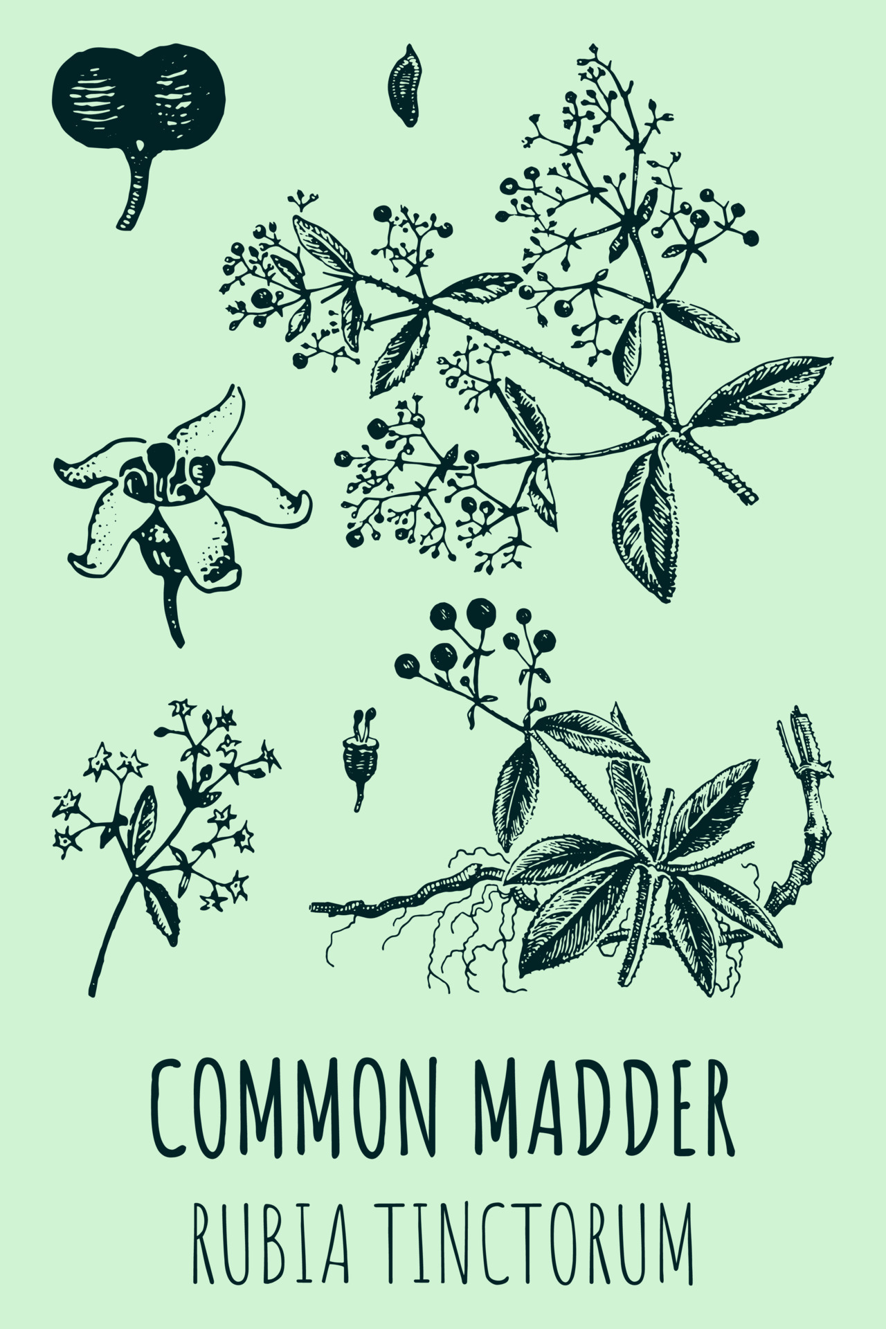 Vector drawings of common madder . Hand drawn illustration. Latin name Rubia tinctorum L ...