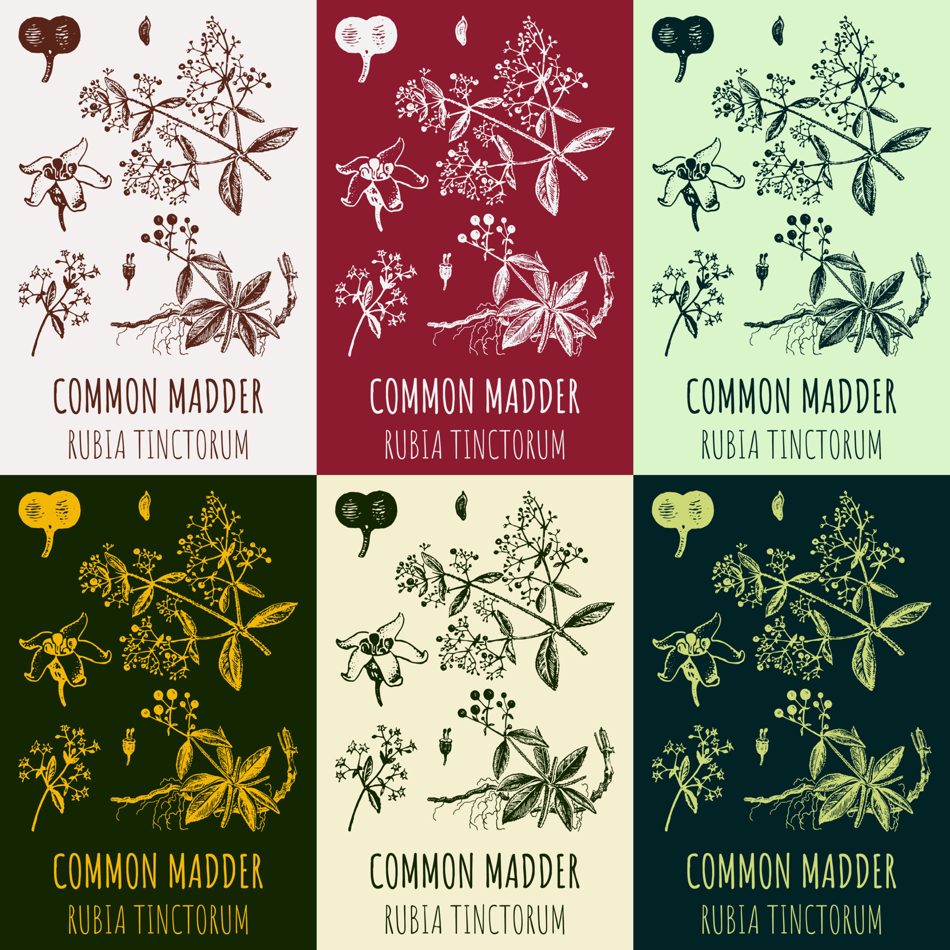 Set of vector drawings common madder in different colors. Hand drawn illustration. Latin name ...