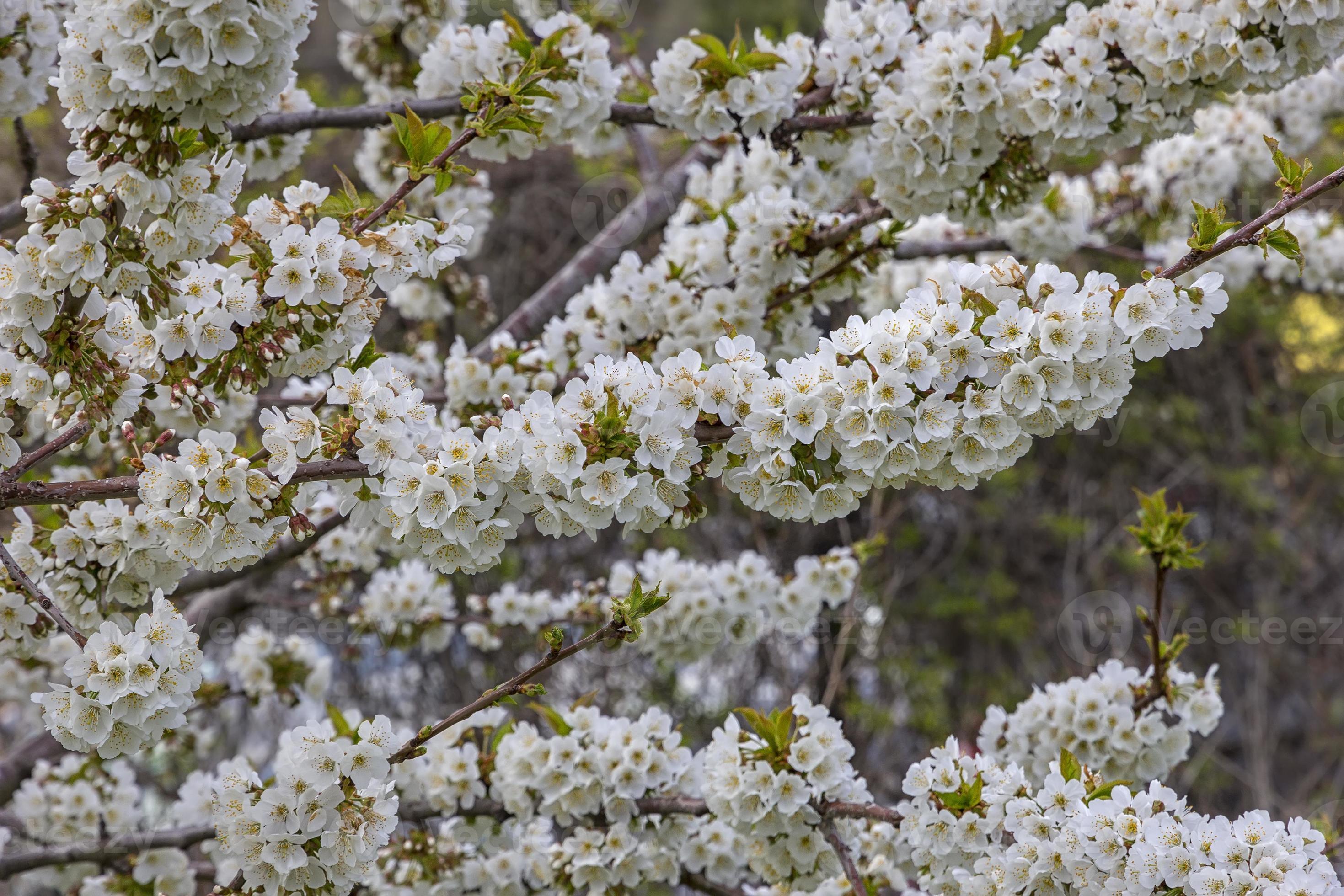 Stunning flowering spring tree. Seasonal floral nature background ...