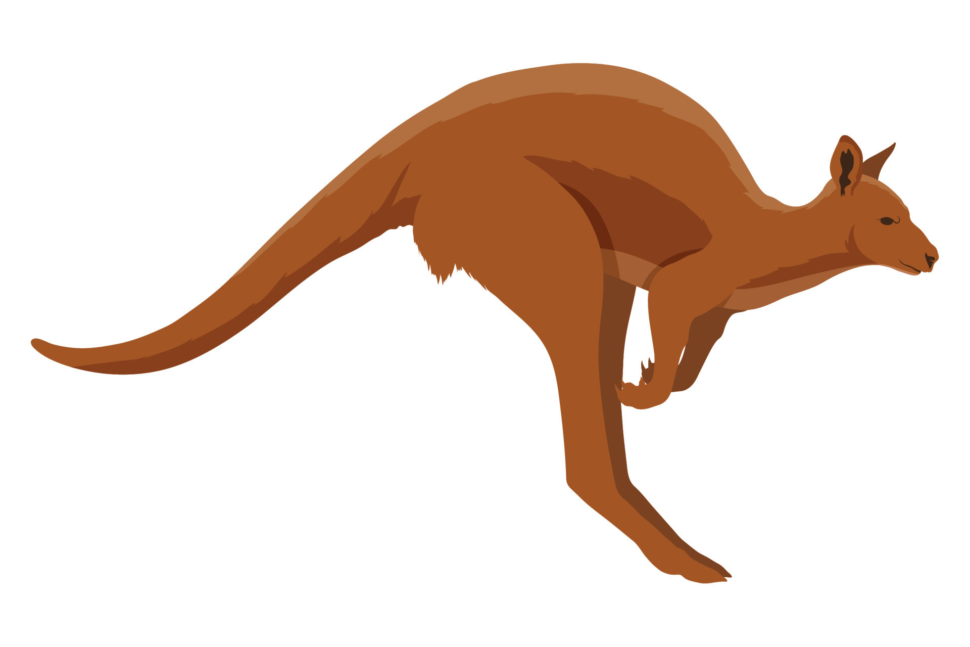 kangaroo australian animal 16936693 Vector Art at Vecteezy