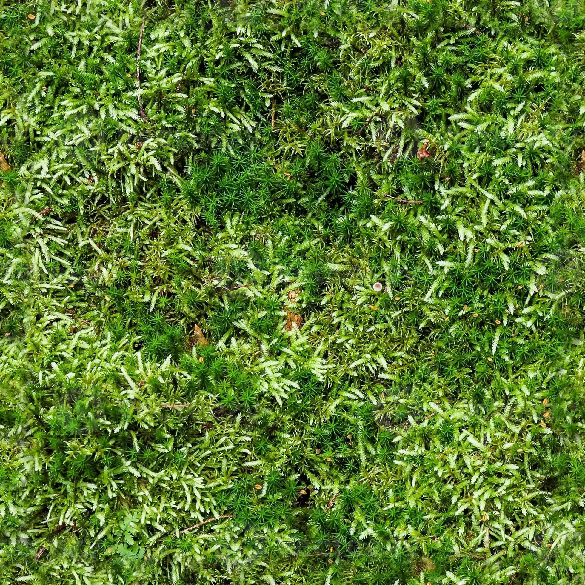Seamless Forest Ground Texture