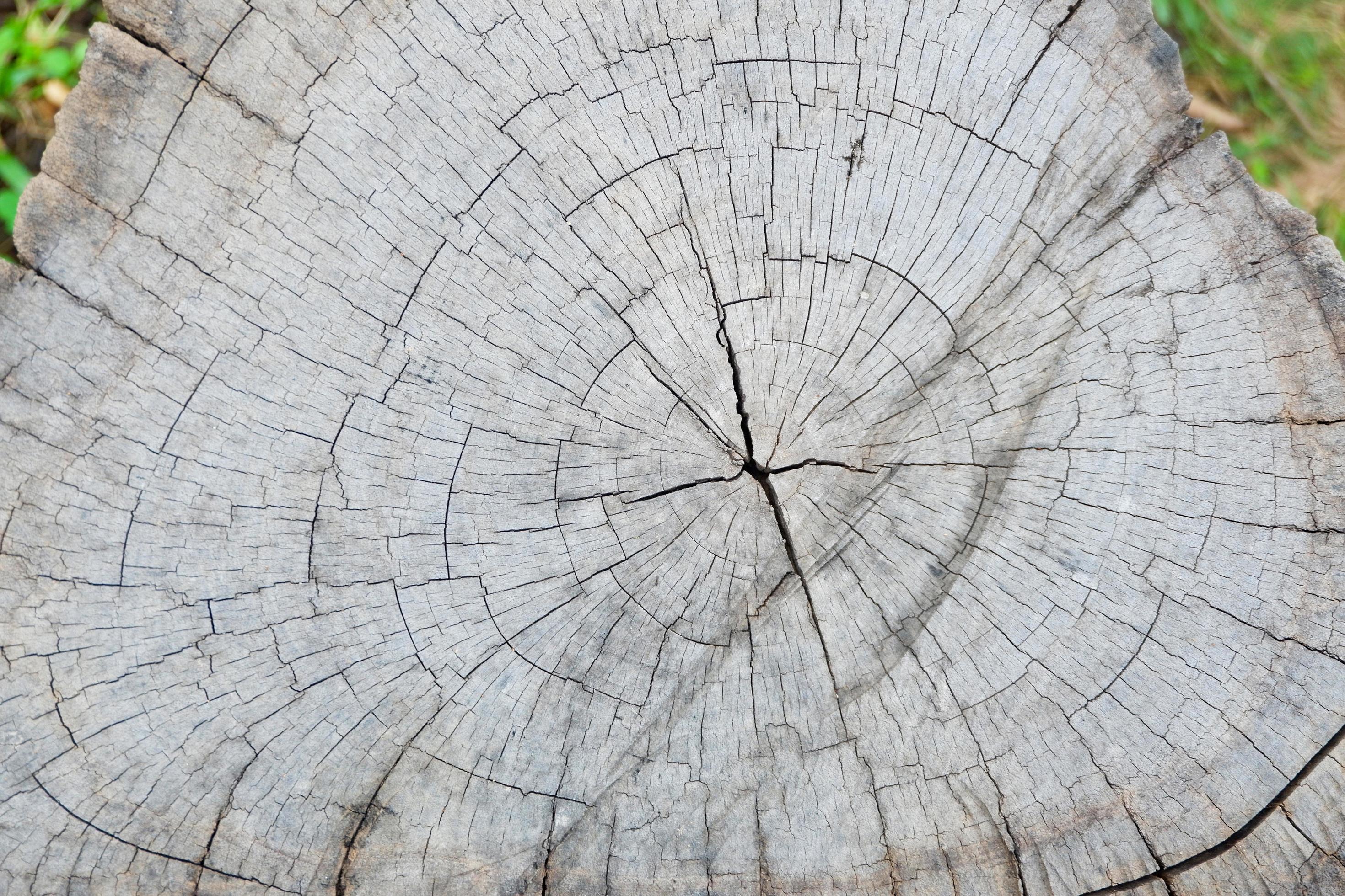 cut tree trunk old crack wood ancient Abstract texture background ...