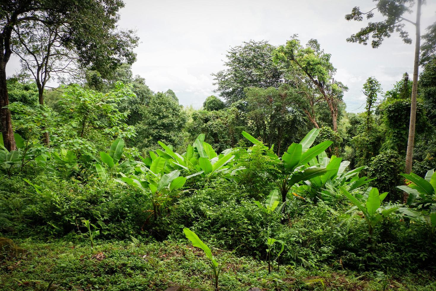 Tipos De Arboles En La Selva Tropical
