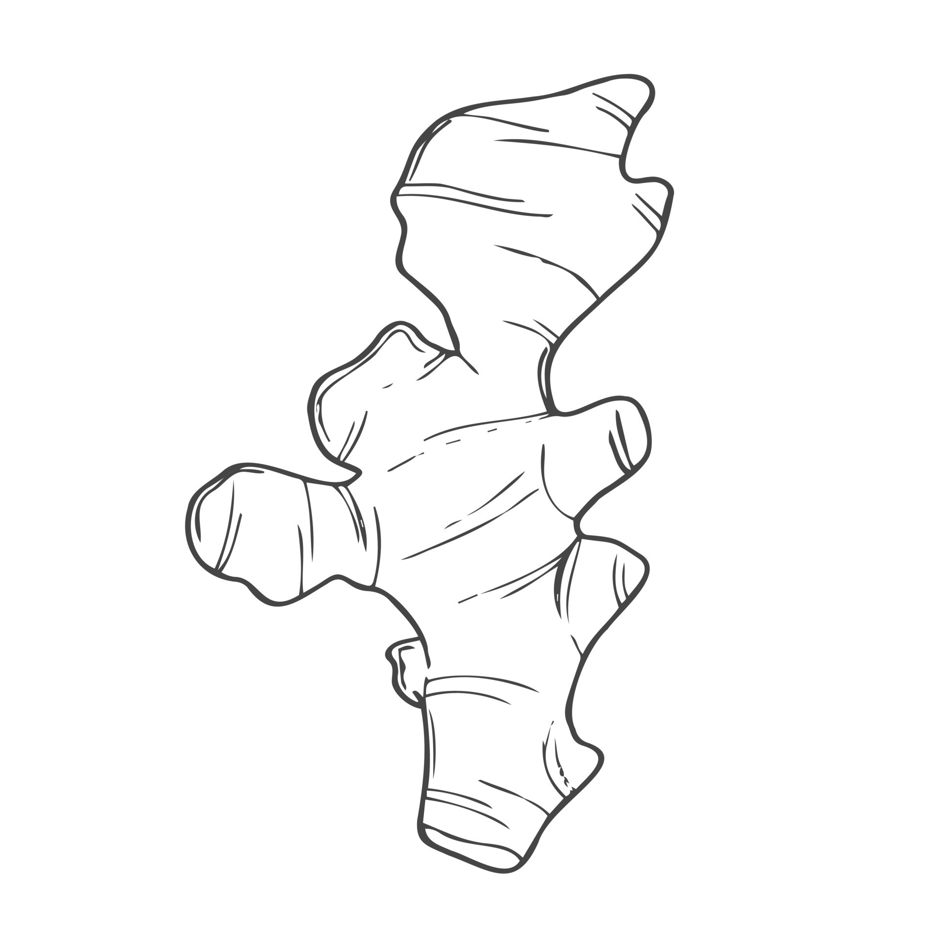 Ginger Root Drawing