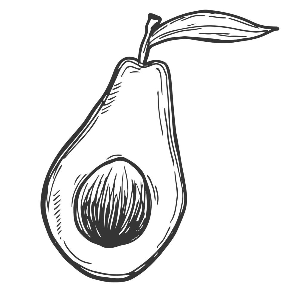 Vector isolated half avocado with black seed colorless black and white simple drawing 17064998 ...