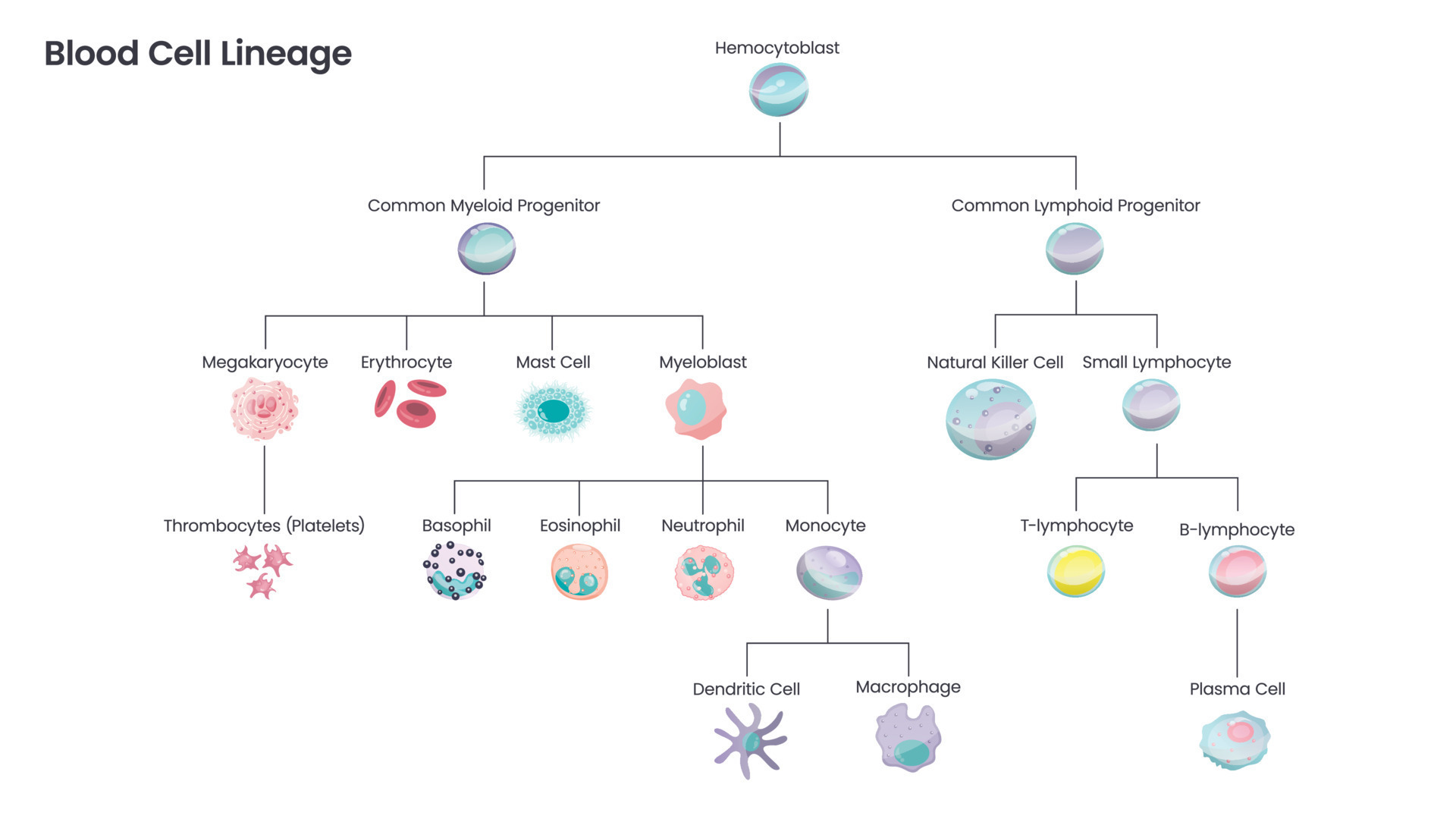 Blood Cell Lineage educational science vector illustration diagram ... Blood Cell Lineage educational science vector illustration diagram ...