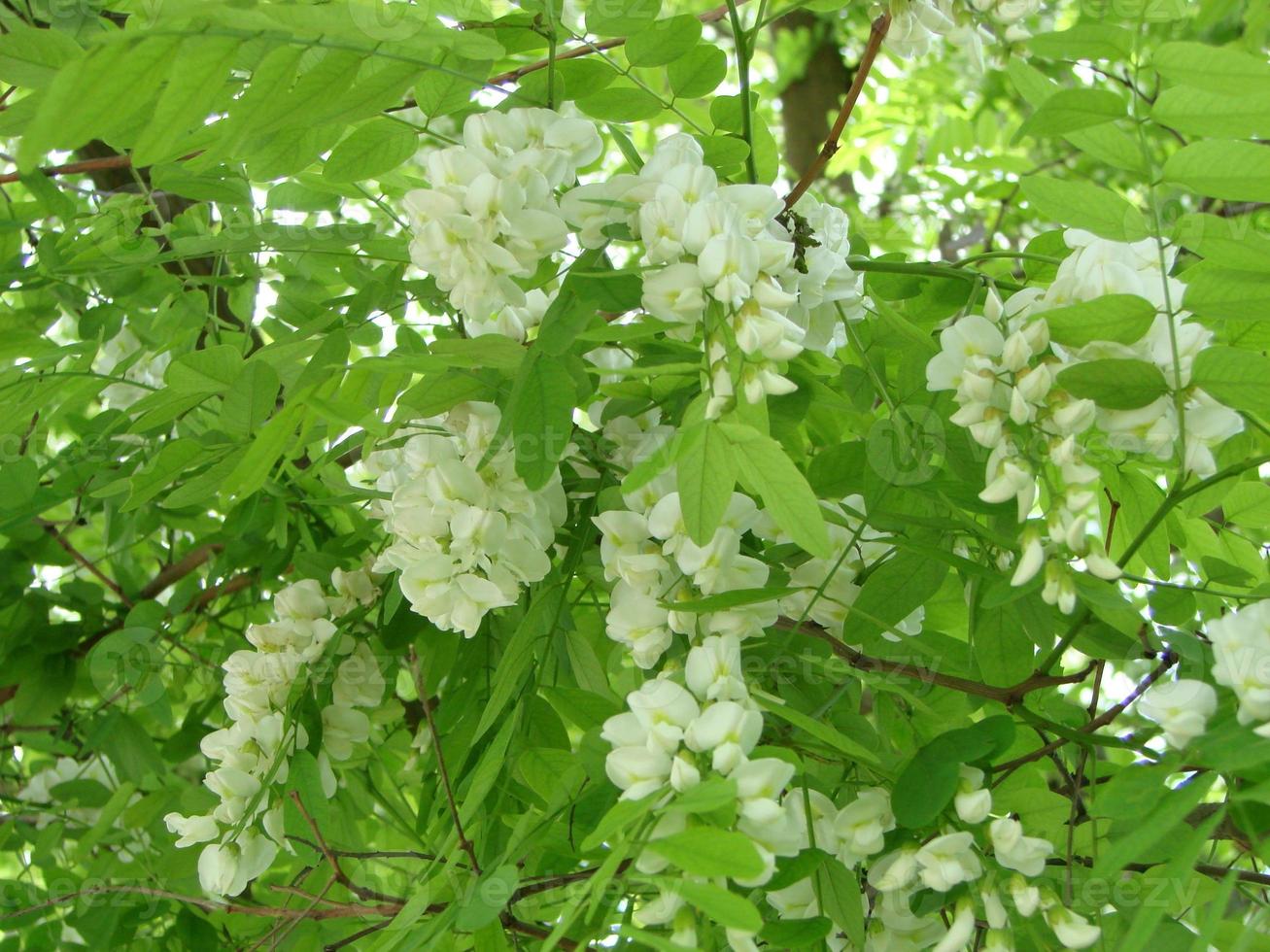 Acacia branch Robinia pseudoacacia is abundant blooming with white ... Acacia branch Robinia pseudoacacia is abundant blooming with white ...