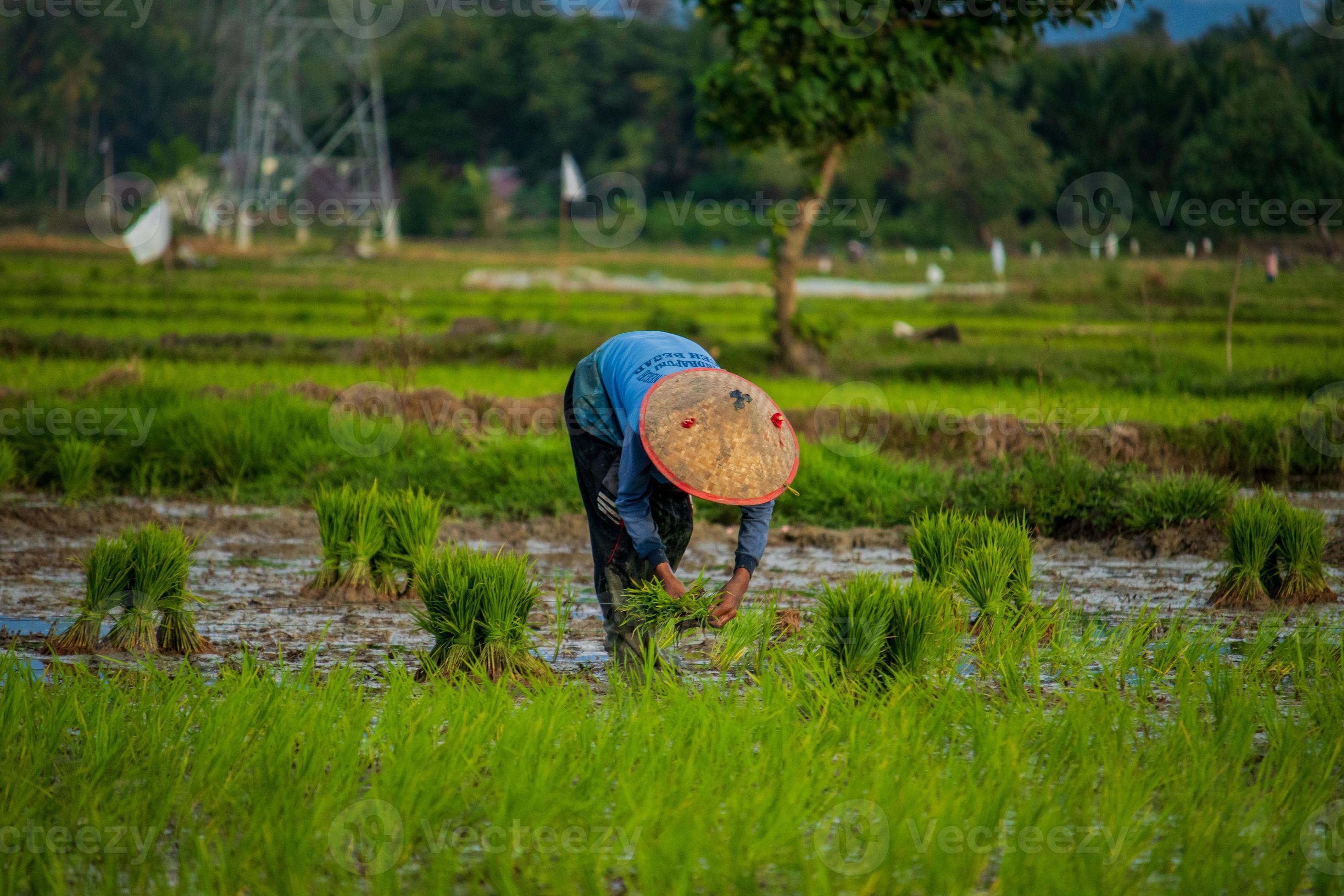 Aceh farmers are planting rice 17153051 Stock Photo at Vecteezy