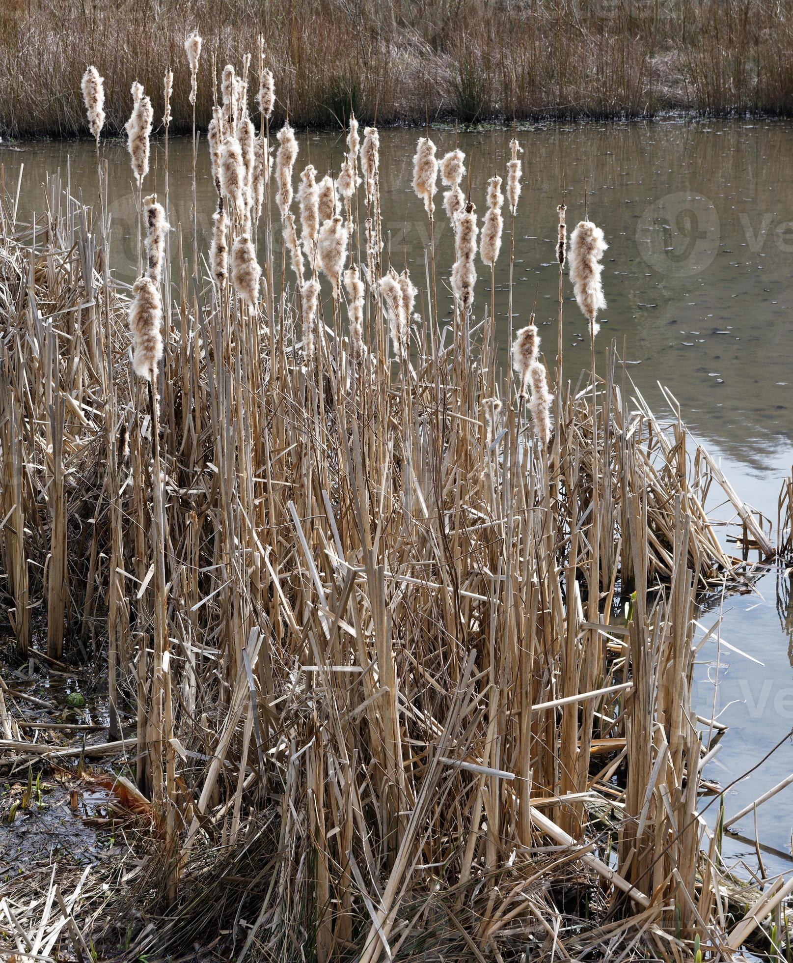 bulrush or cattail --Typha latifolia-- at Lake in March,Germany 17153492 Stock Photo at Vecteezy