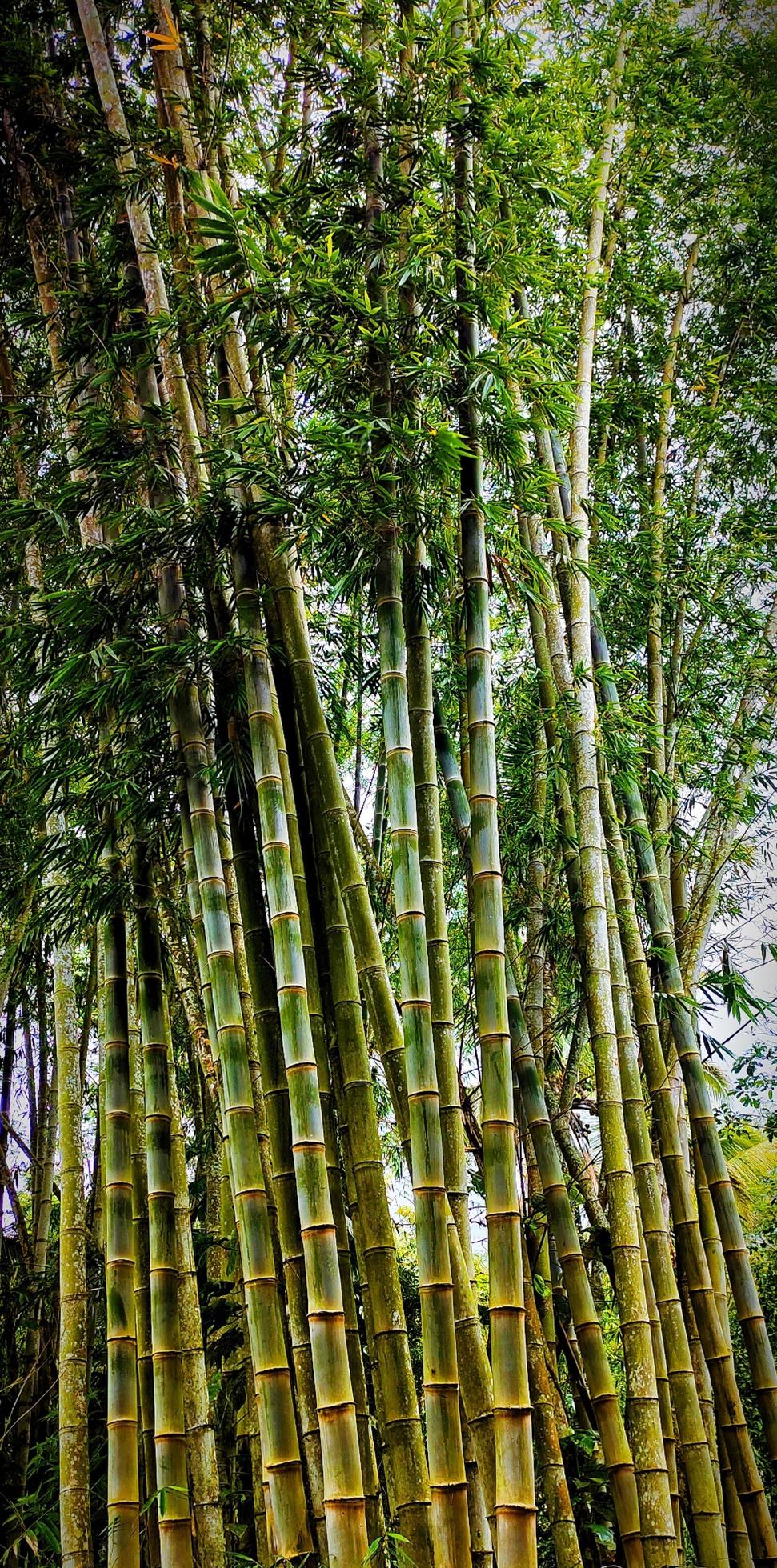 Beautiful natural landscape of bamboo plant portrait 17157102 Stock Photo at Vecteezy