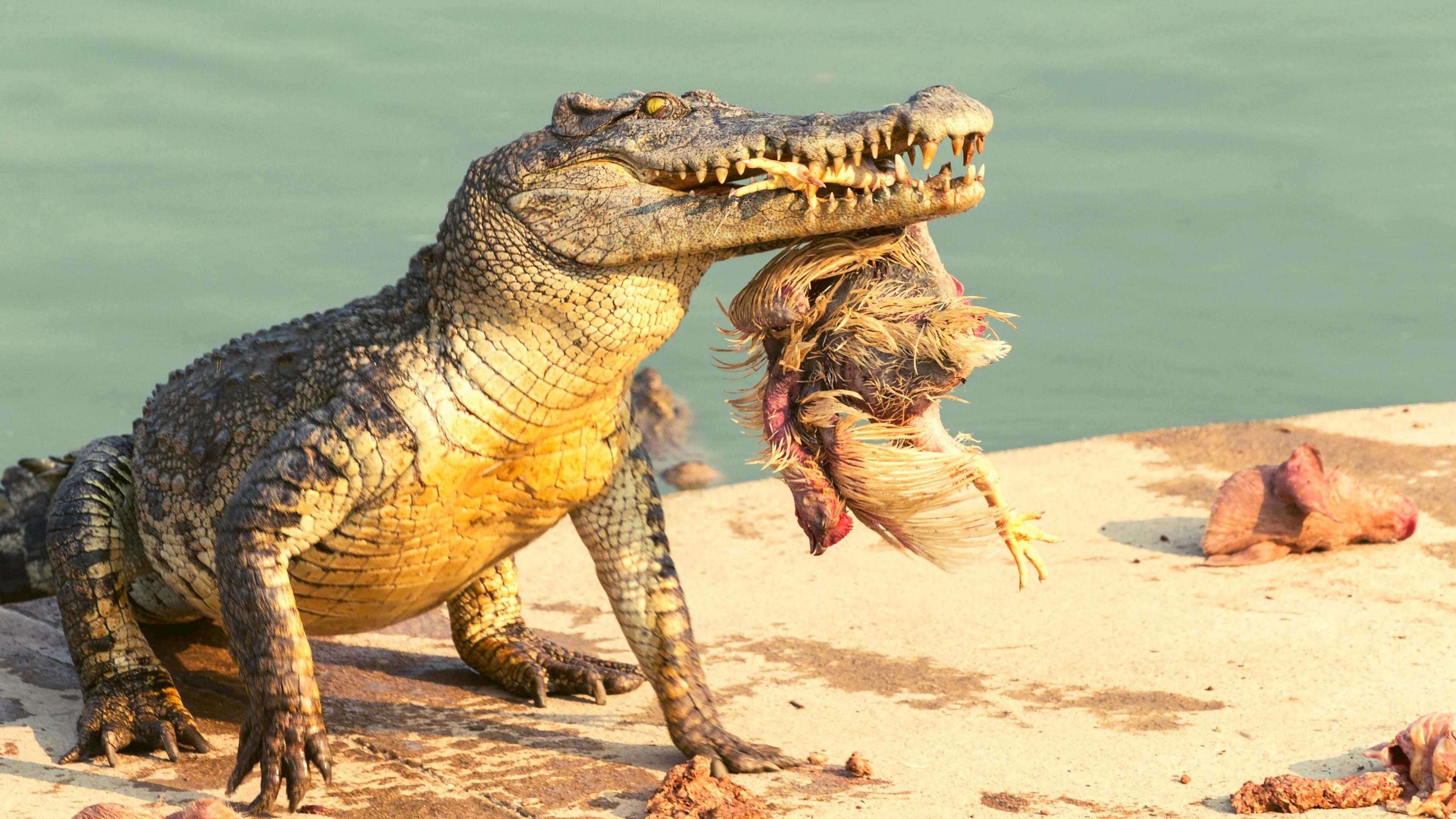Crocodile Eating A Chicken 17175839 Stock Photo at Vecteezy