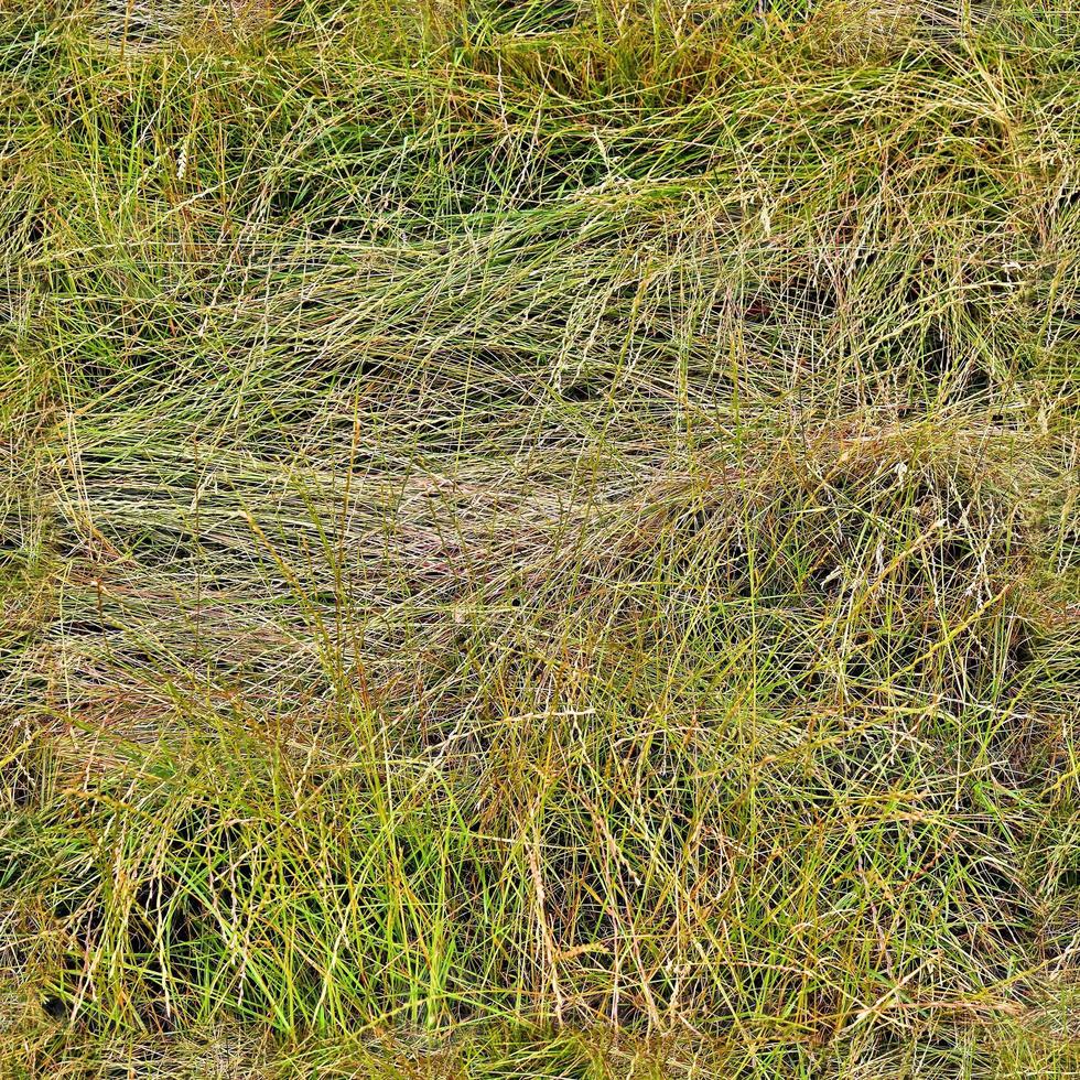 Photo Realistic Seamless Grass Texture In Hires With More Than 6 Megapixel In Size 17177212