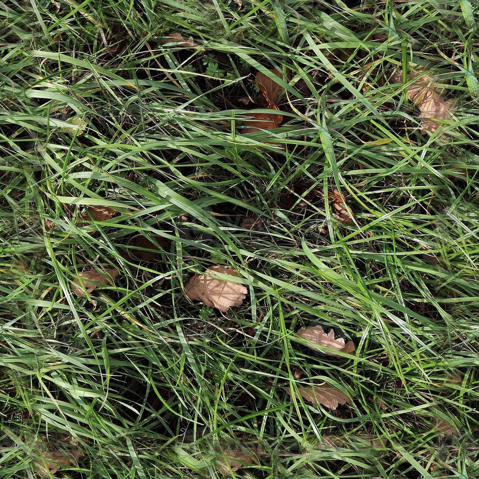 Photo Realistic Seamless Grass Texture In Hires With More Than 6
