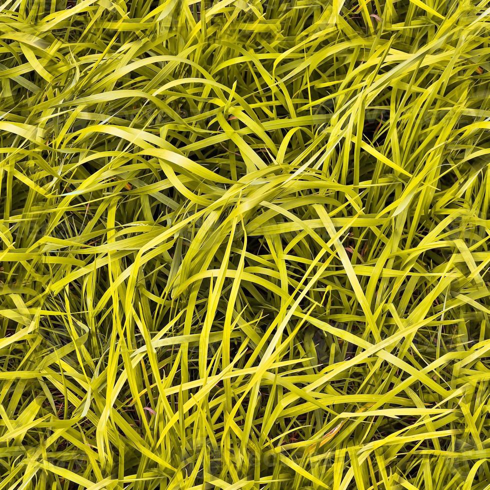 Photo Realistic Seamless Grass Texture In Hires With More Than 6 Megapixel In Size 17177247