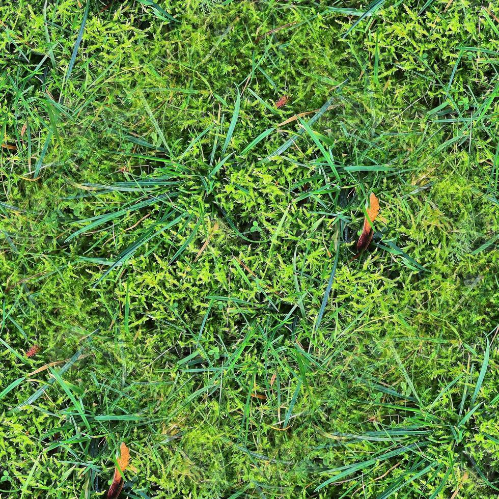 Photo Realistic Seamless Grass Texture In Hires With More Than 6