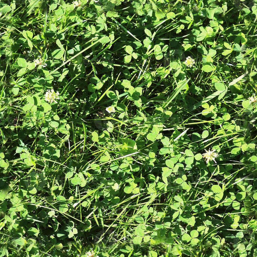 Photo Realistic Seamless Grass Texture In Hires With More Than 6