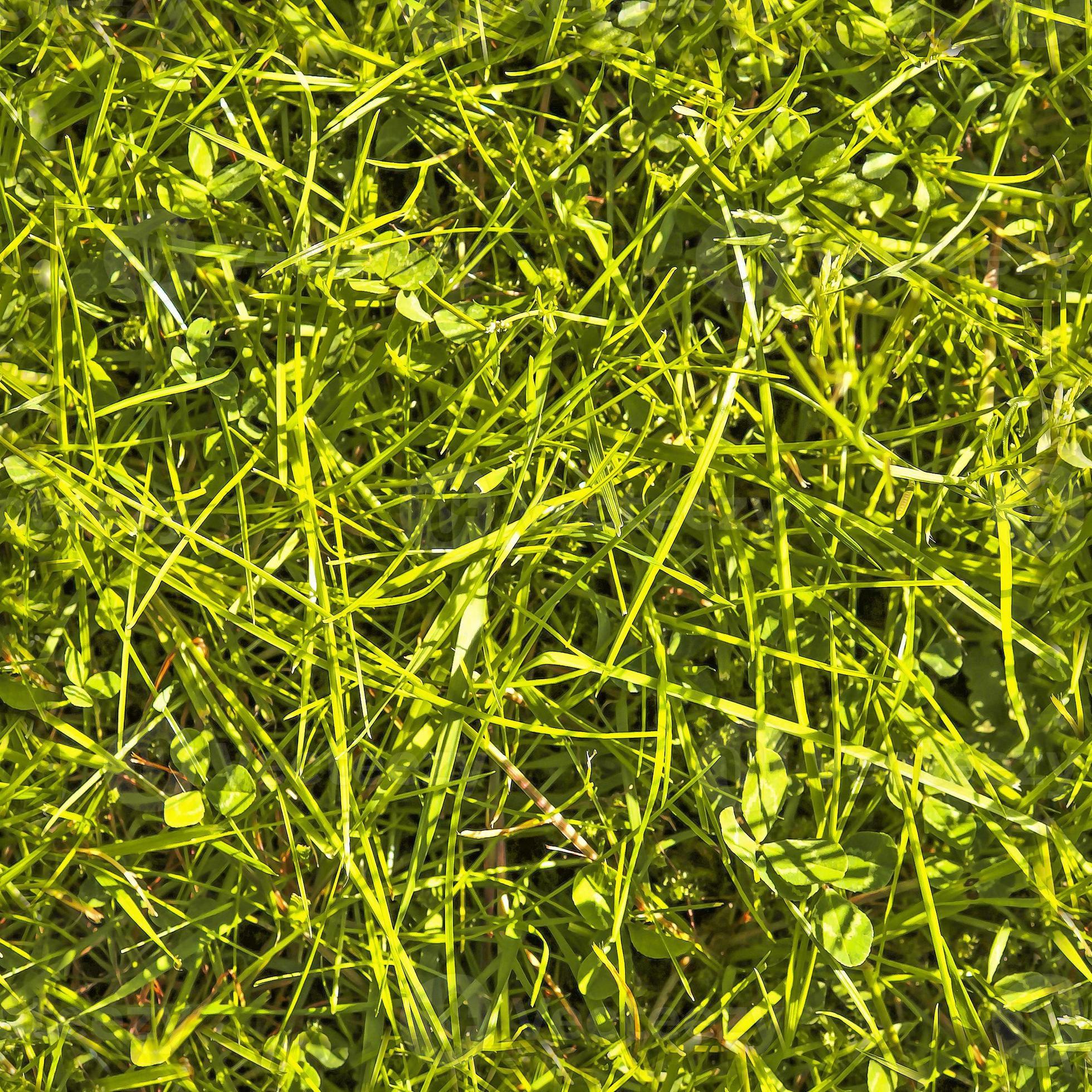 Photo Realistic Seamless Grass Texture In Hires With More Than 6 photo-realistic-seamless-grass-texture-in-hires-with-more-than-6