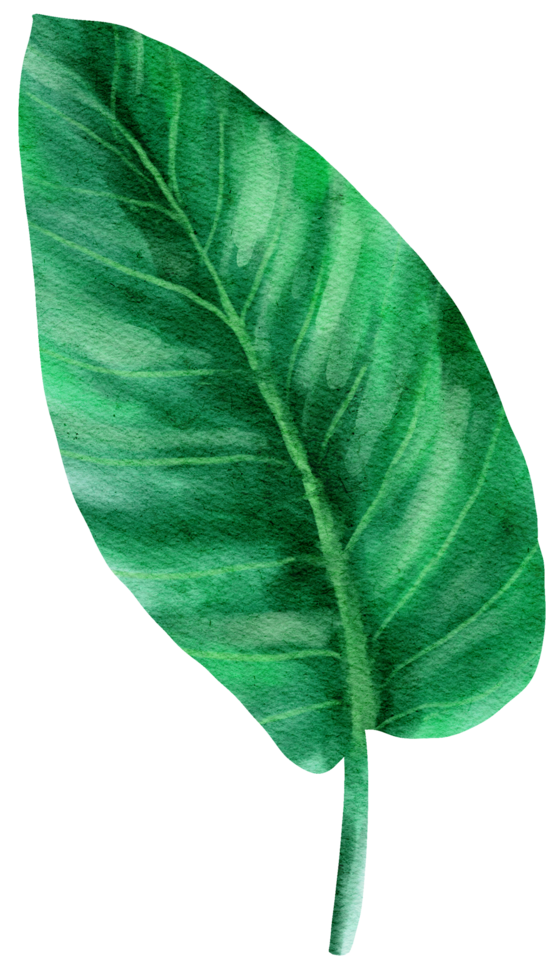 Free Hand Drawn Watercolor Tropical Plant. Flora Botanical Leaf ... Free Hand Drawn Watercolor Tropical Plant. Flora Botanical Leaf ...